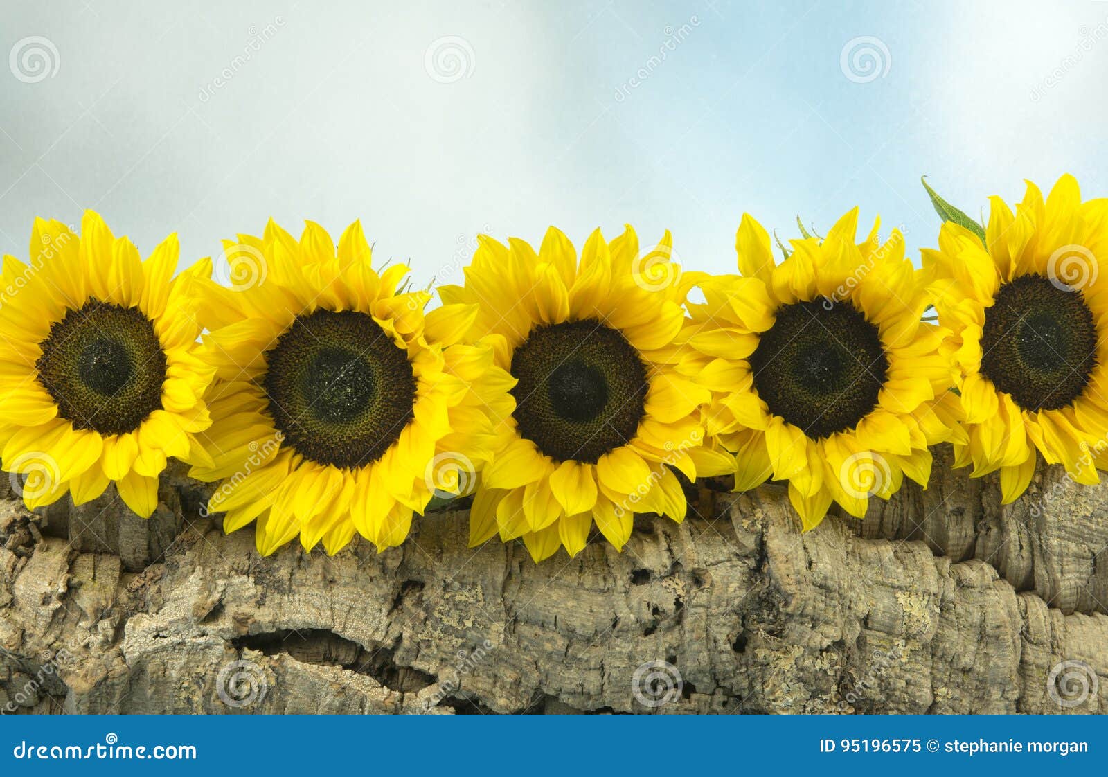 Five Sunflowers on a Wooden Log Stock Image - Image of cheerful, leaves ...