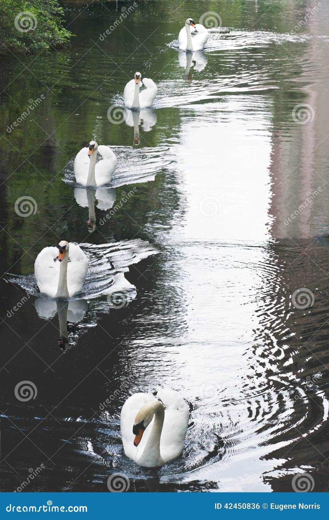 Five Swans stock photo. Image of bird, exotic, swans - 42450836