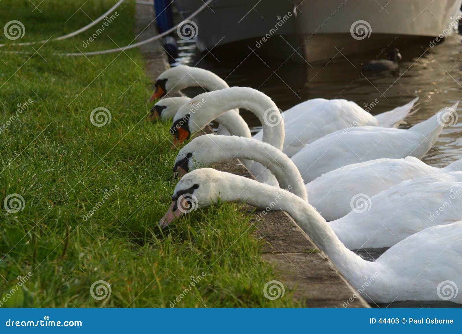 Five swans a feeding stock image. Image of beak, feeding - 44403