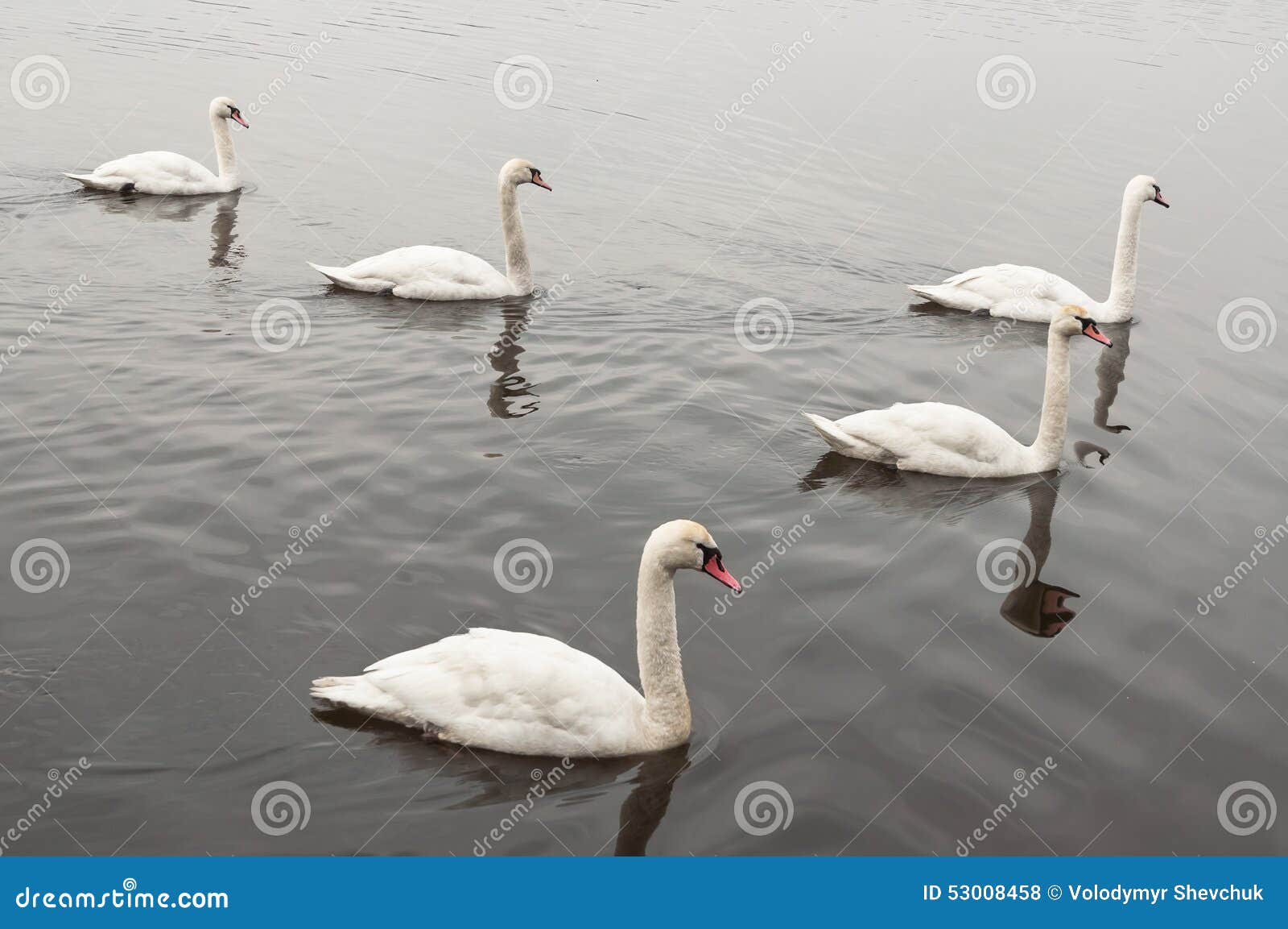 517 Five Swans Stock Photos - Free & Royalty-Free Stock Photos from ...