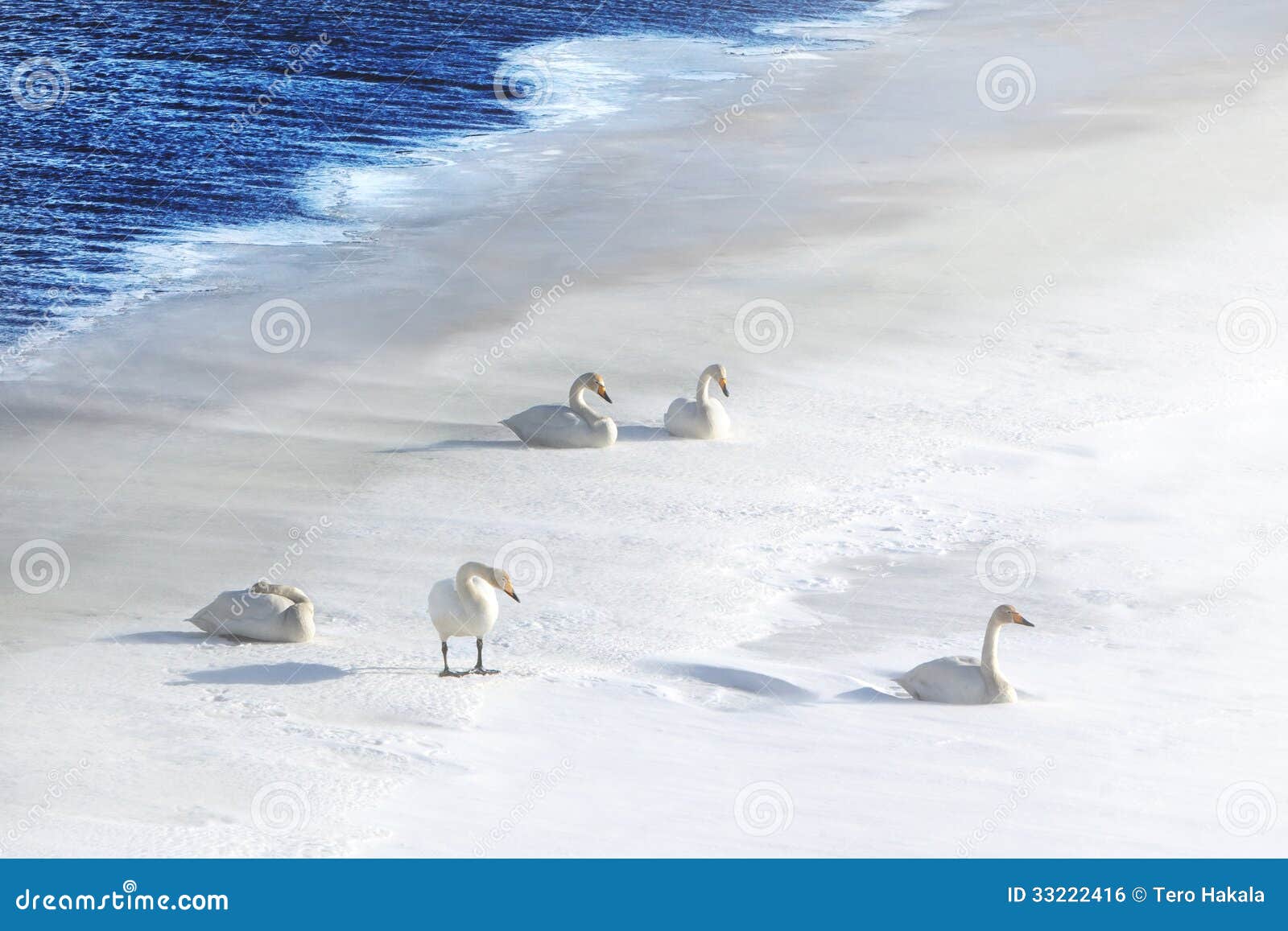 Five Swans in Snow at Water S Edge Stock Photo - Image of five, animal ...