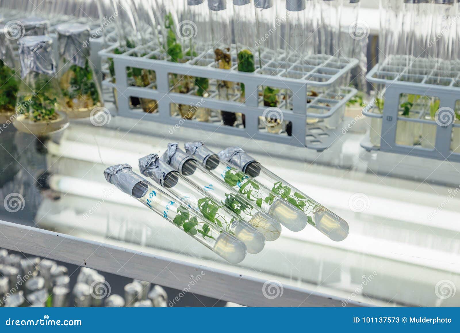 Five Test Tubes with Microplants of Cloned Karelian Birch with Nutrient ...