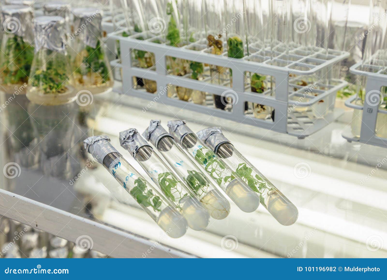 Five Test Tubes with Microplants in Nutrient Medium on the Glass Table ...
