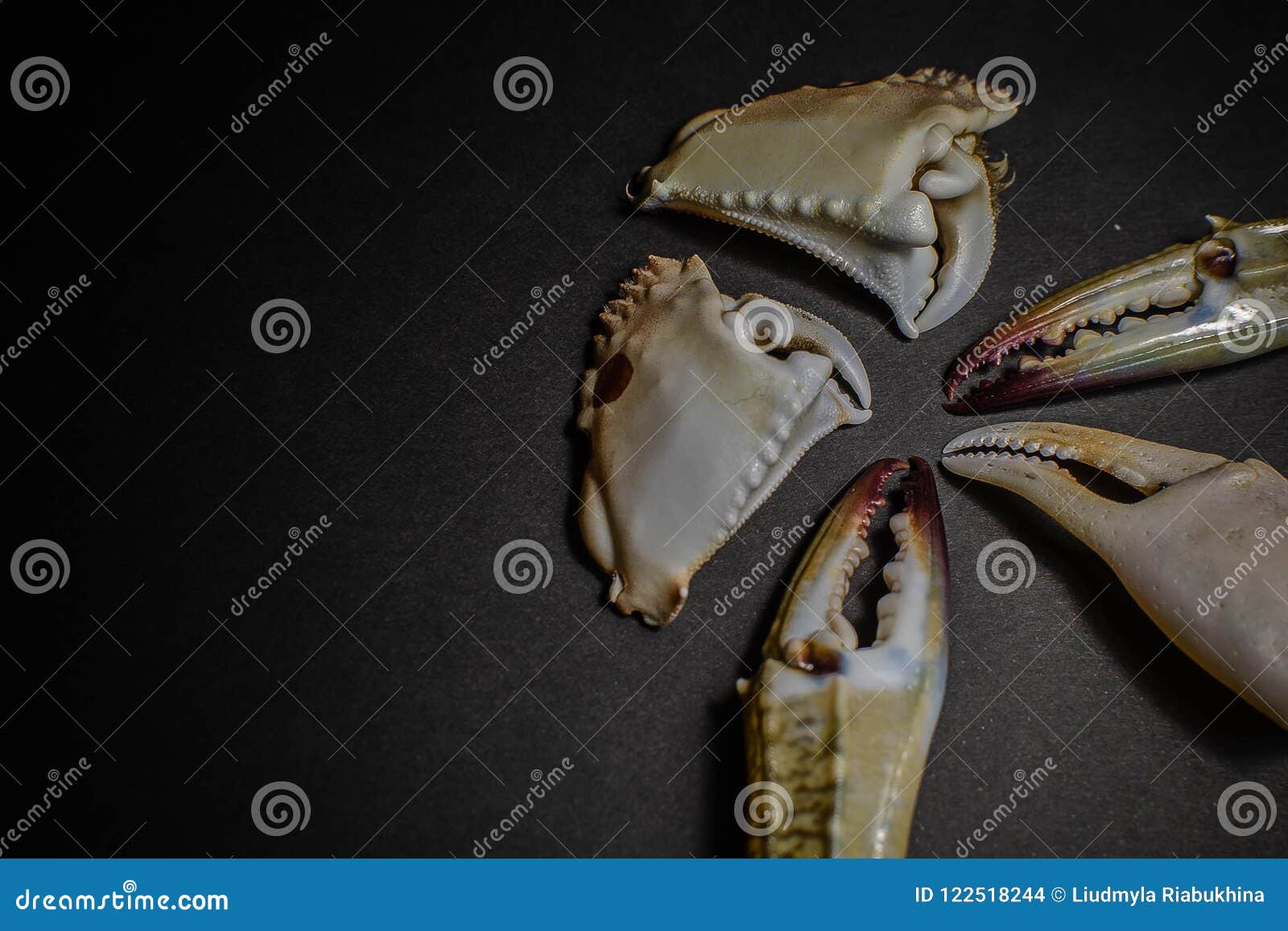 Claw Claws Close-up Isolated on Black Background Stock Photo - Image of ...