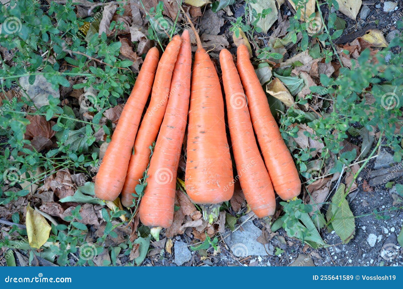 Six Carrots Lie on the Ground. Stock Image - Image of green, ground ...
