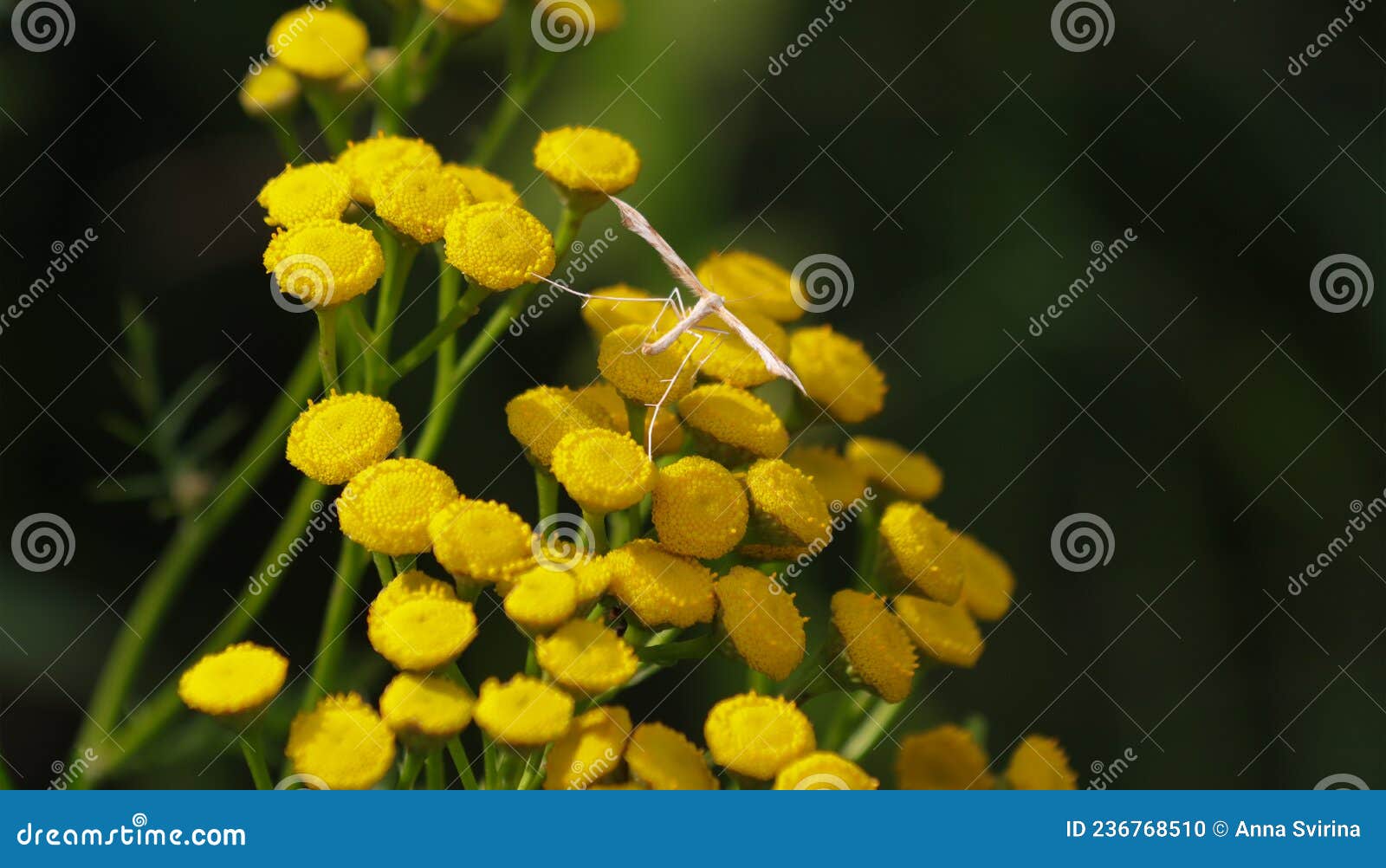 Five-toed Finger-wing Insect on Tansy Flowers Stock Photo - Image of ...