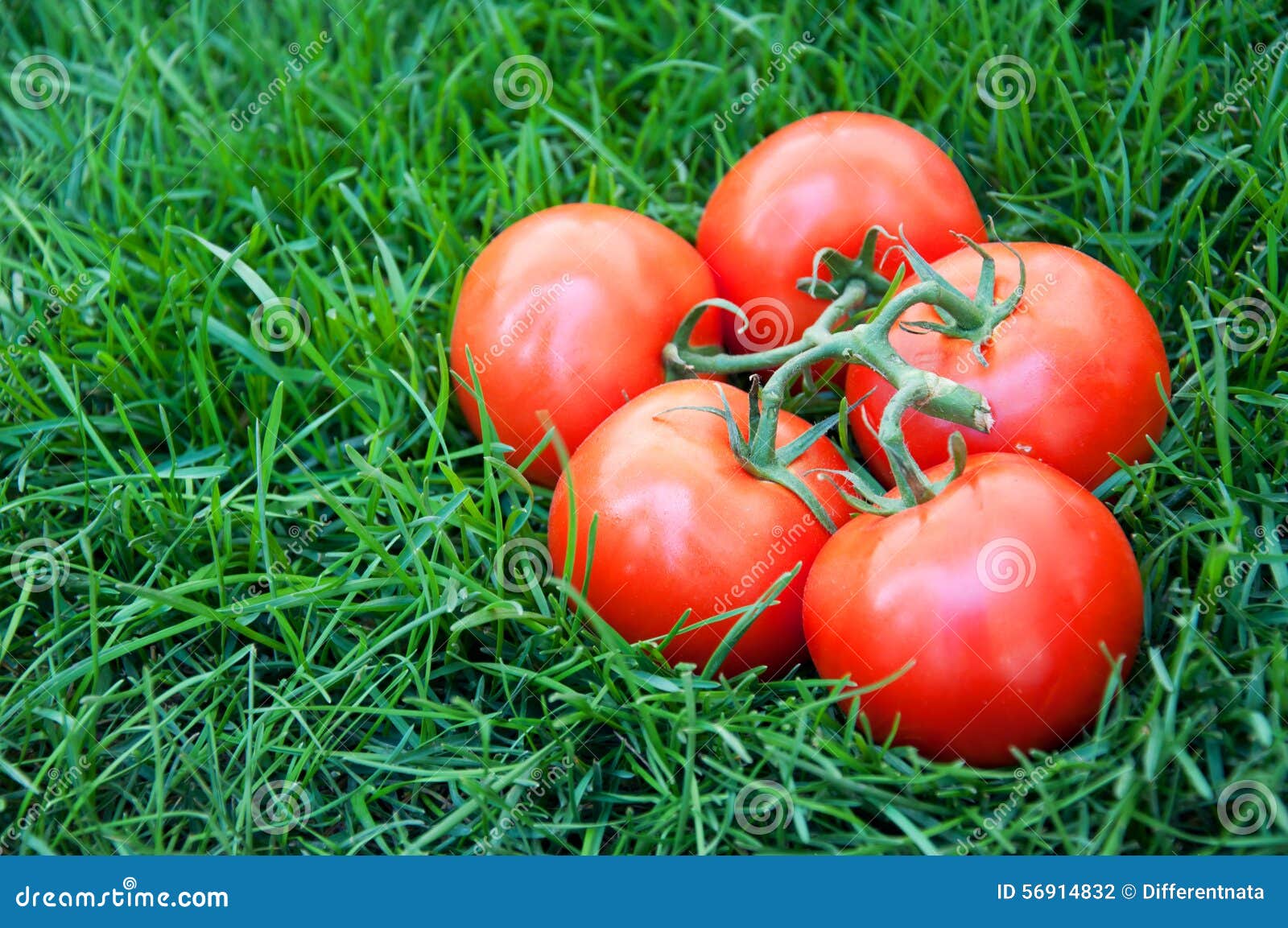 Five Tomatoes on a Branch on the Grass Stock Photo - Image of healthy ...