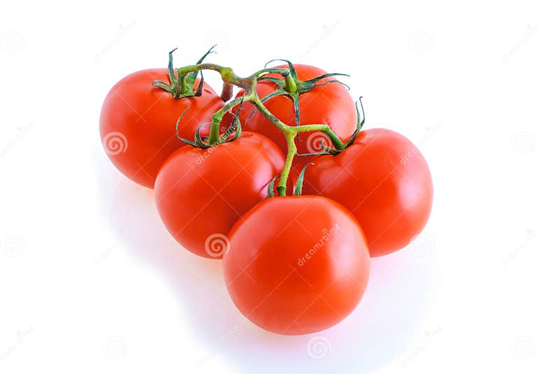 Five Tomatoes on a Branch Isolated on a White Background Stock Image ...