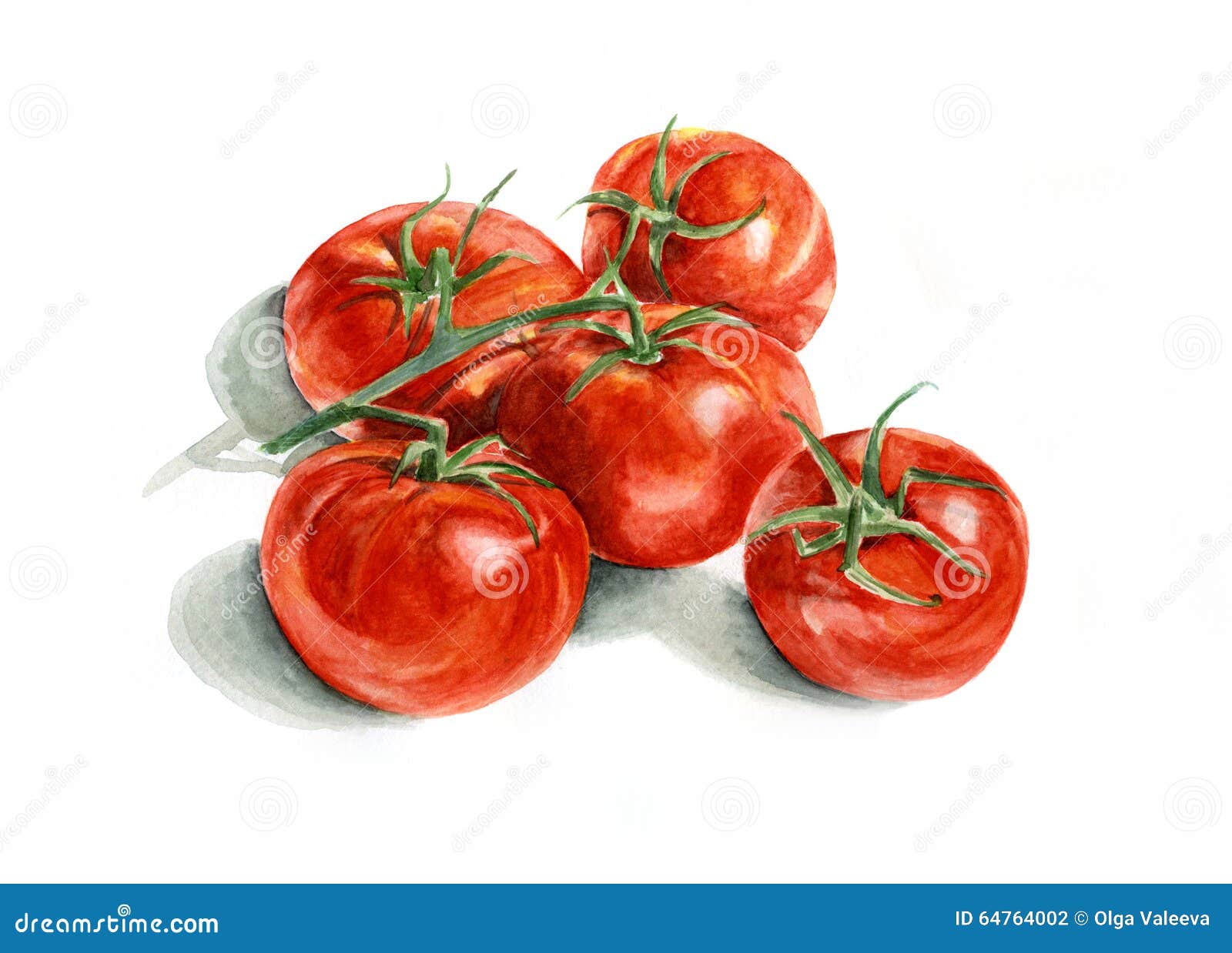 Five Tomatoes on a Branch. Watercolor Painting Stock Illustration ...