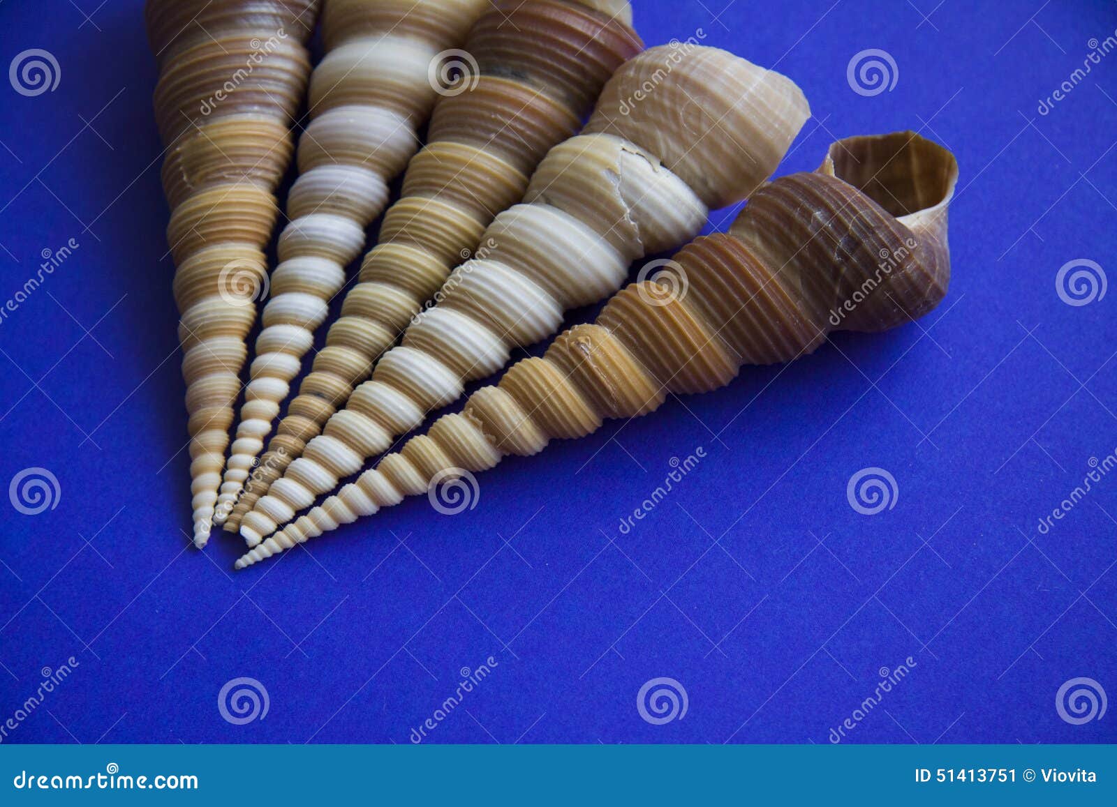 Five Tower shells stock image. Image of oceania, gastropod - 51413751