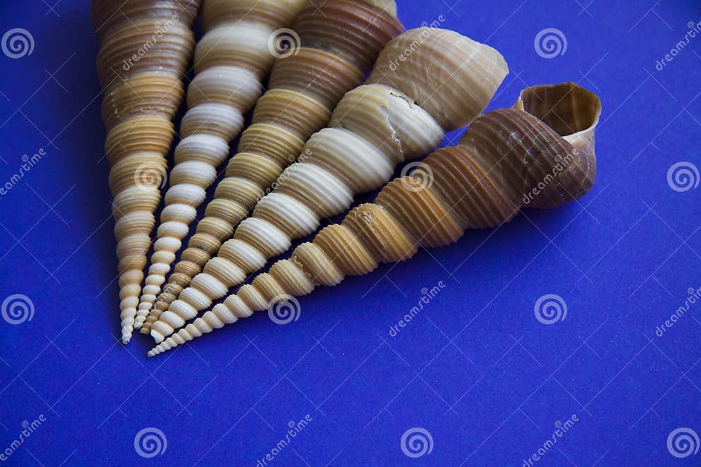 Five Tower shells stock image. Image of oceania, gastropod - 51413751