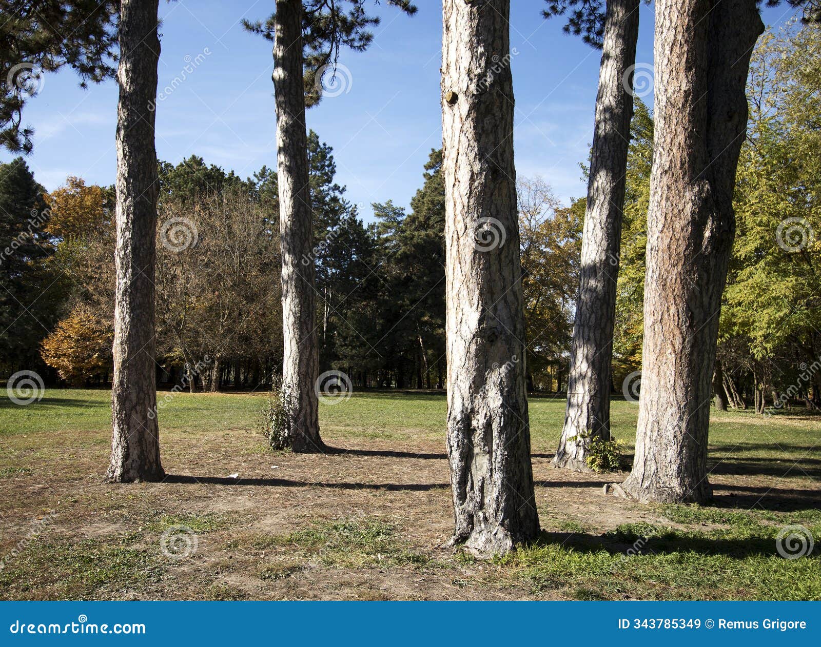 Tree Trunks Stock Image | CartoonDealer.com #83402425