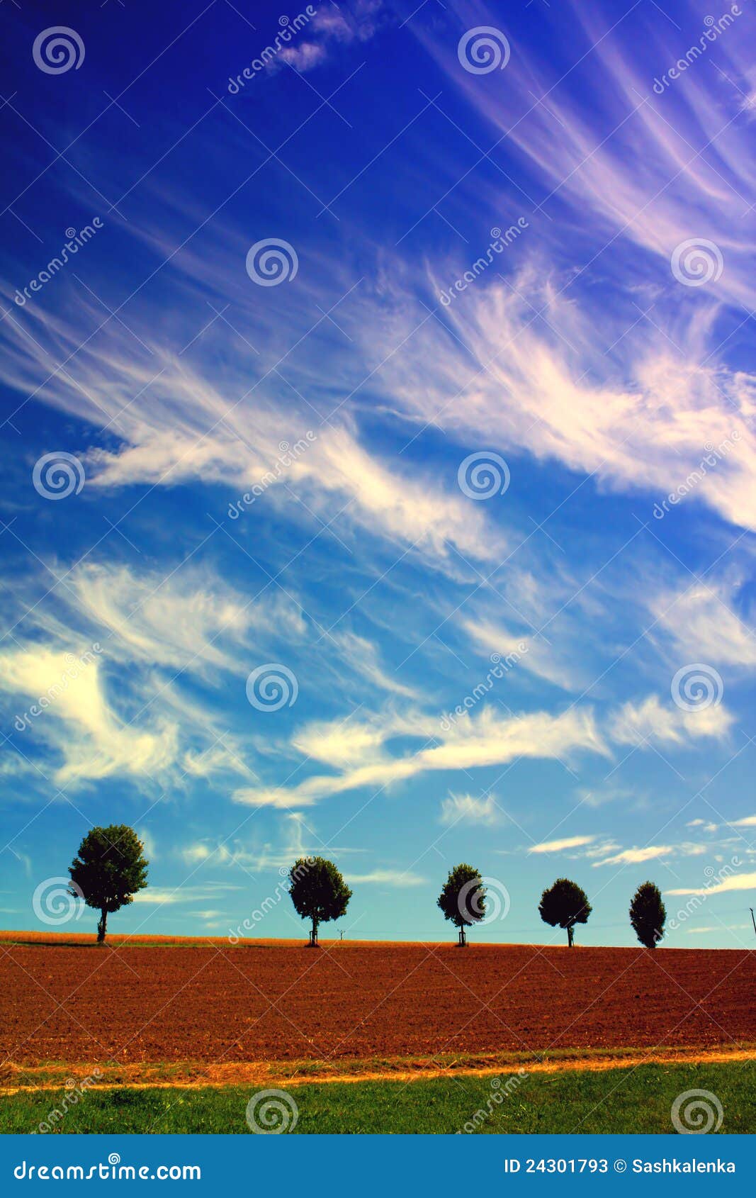 Five trees. stock image. Image of meadow, blue, interesting - 24301793
