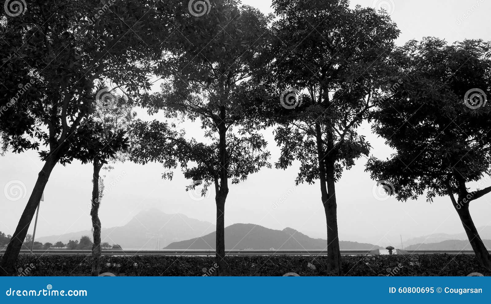 Five Trees in Black and White Stock Image - Image of wood, nature: 60800695