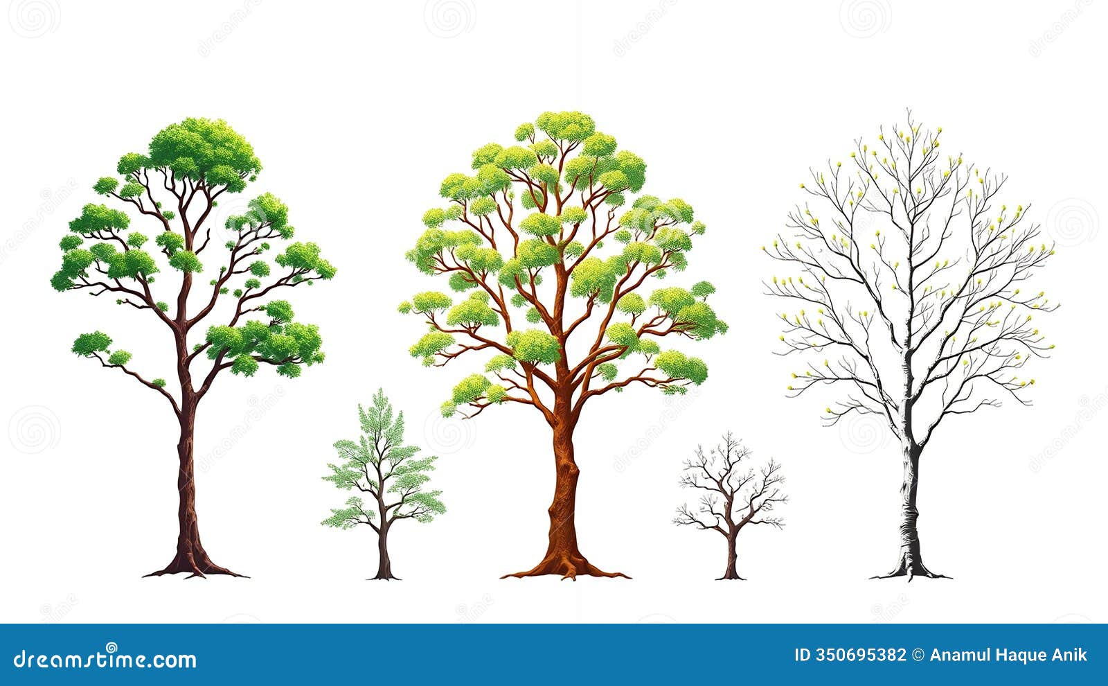 Five Trees in Different Stages of Growth from Bare Branches To Full ...