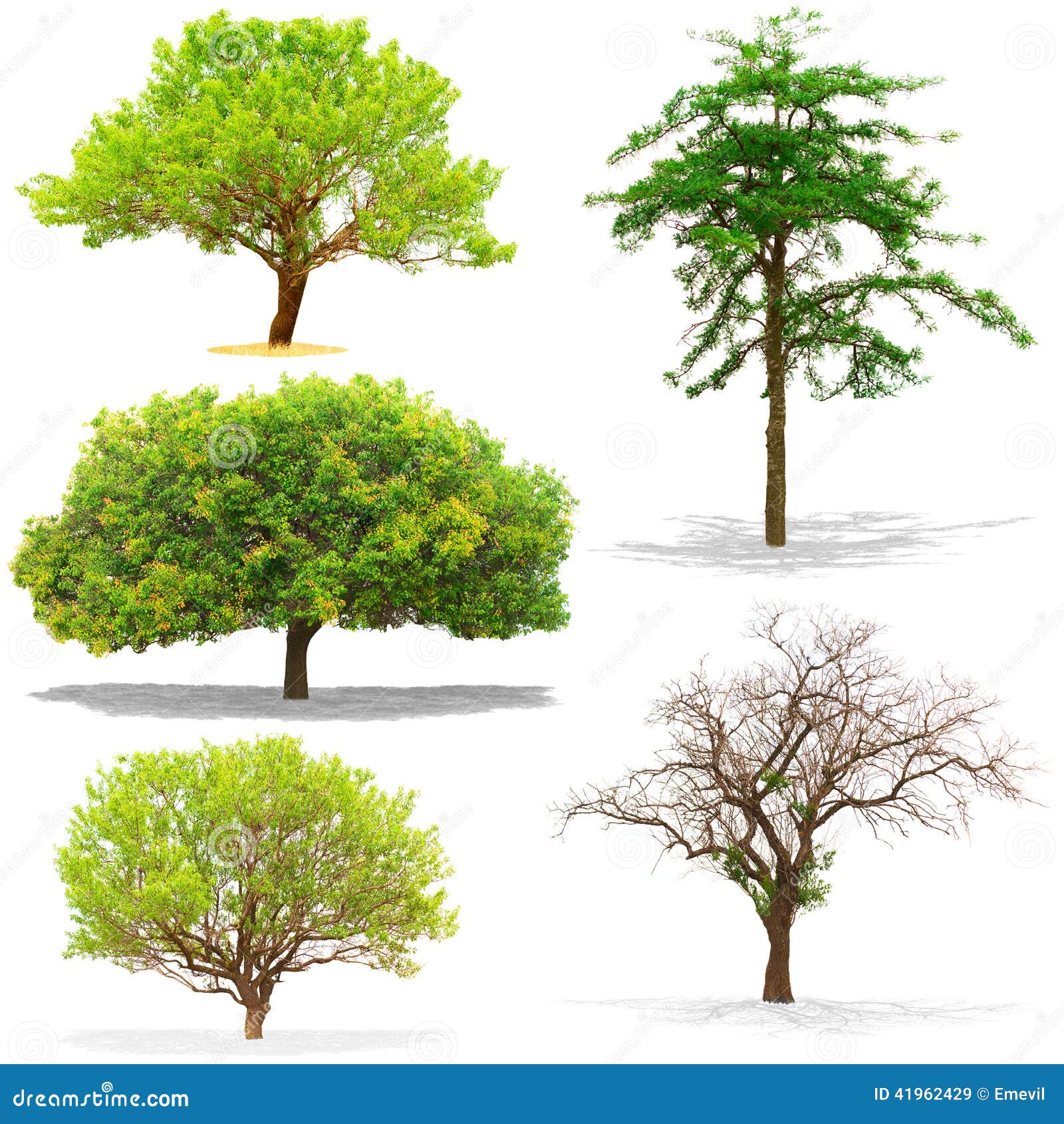 Five Trees Isolated on White Background Stock Image - Image of large ...