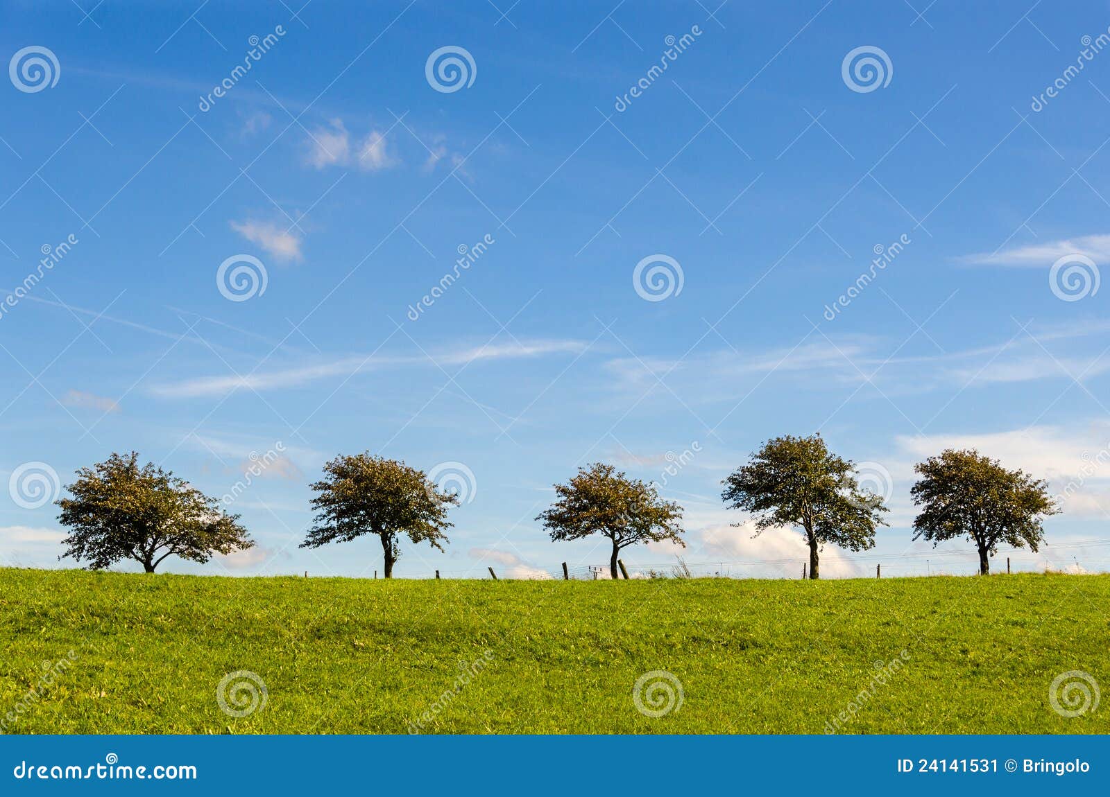 Five trees on a row stock image. Image of idyllic, sunny - 24141531