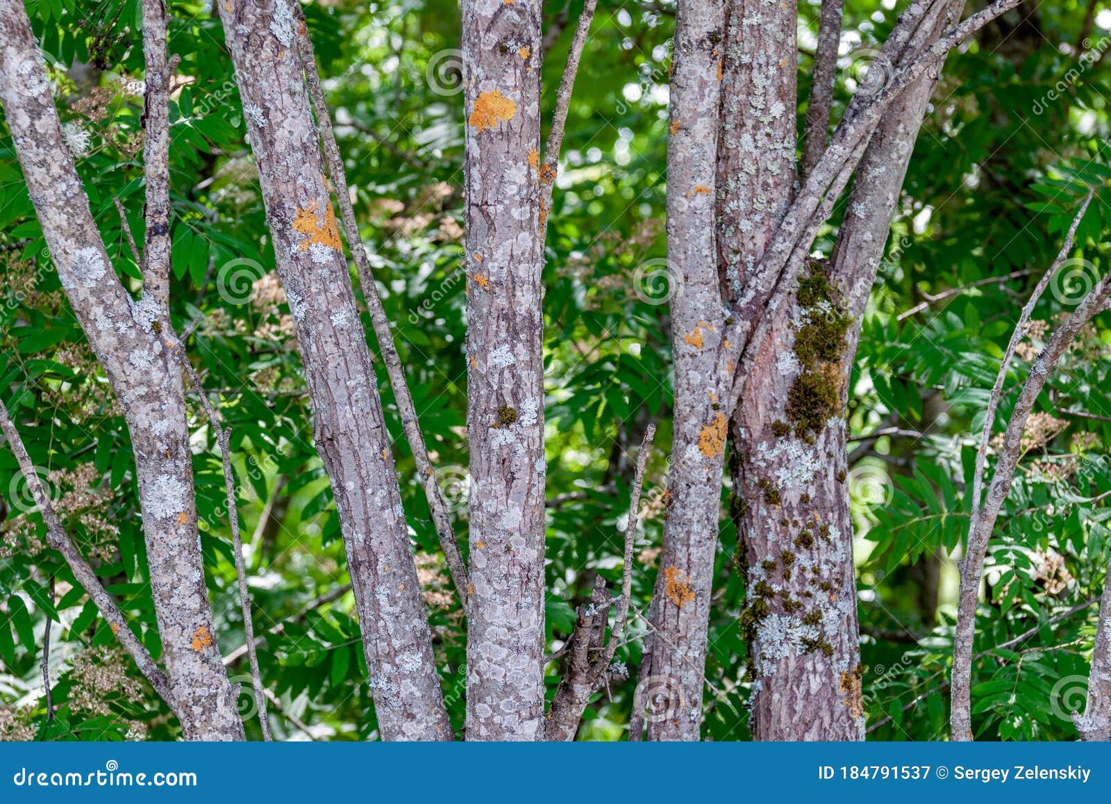 Five Trunks of Trees Covered with Lichens Against the Background of the ...