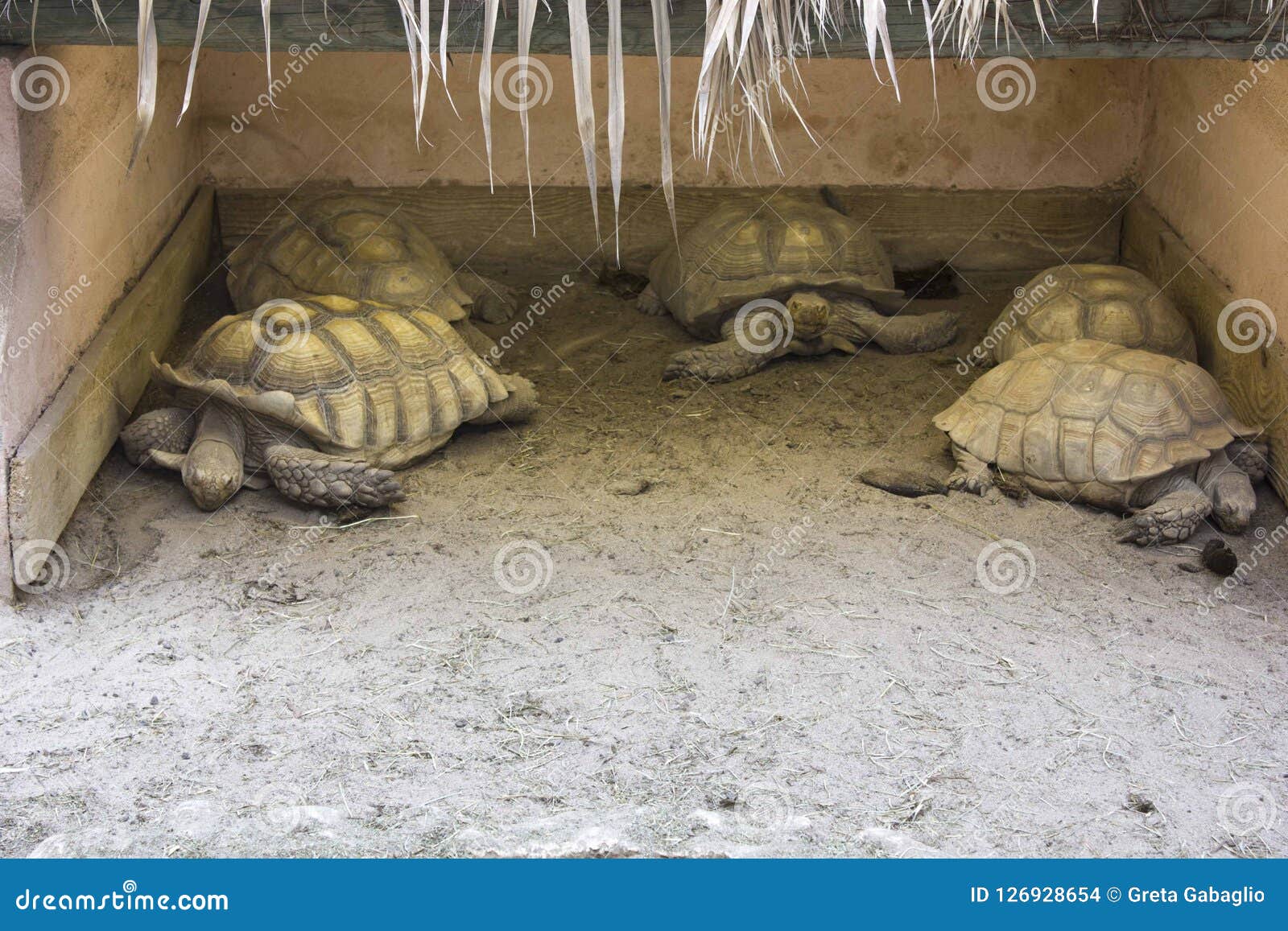 Five Turtles Inside Parc Phoenix Stock Photo - Image of wild, wildlife ...