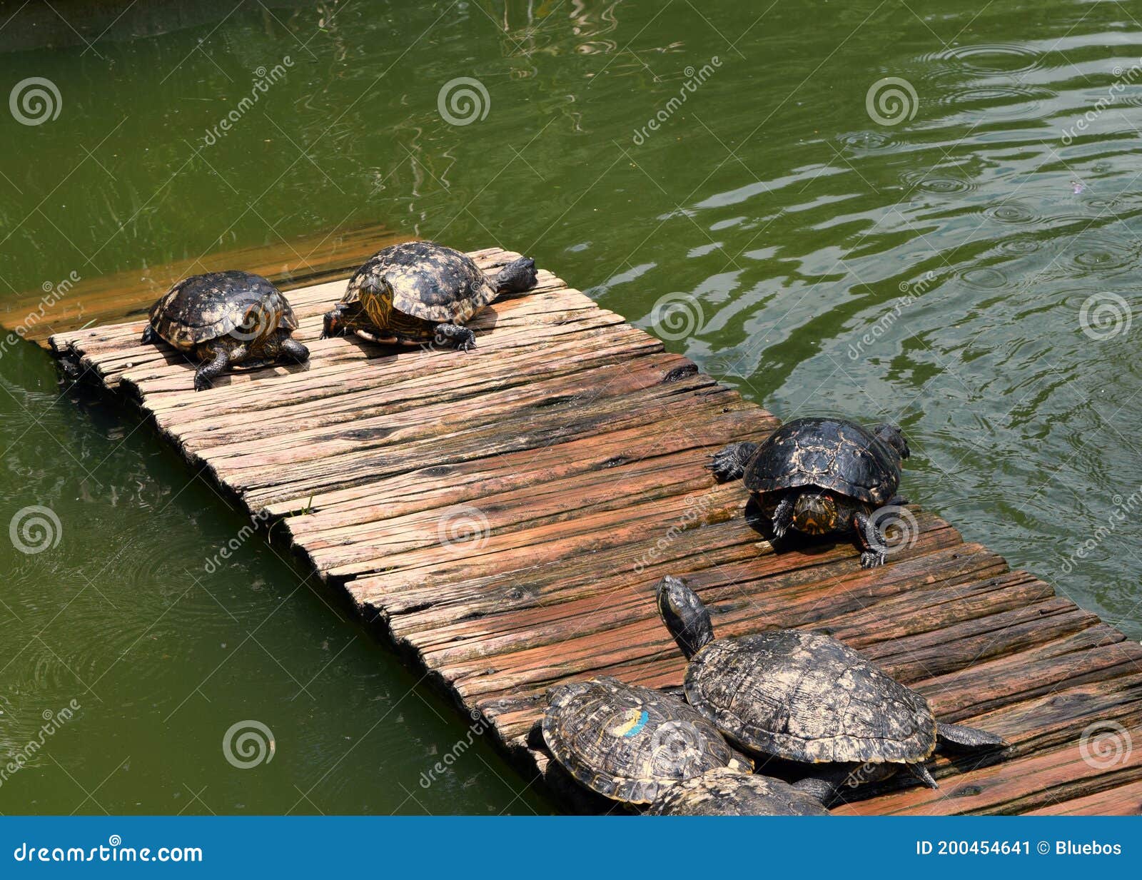 Five Turtles on the Pier by the Pond Stock Image - Image of river ...
