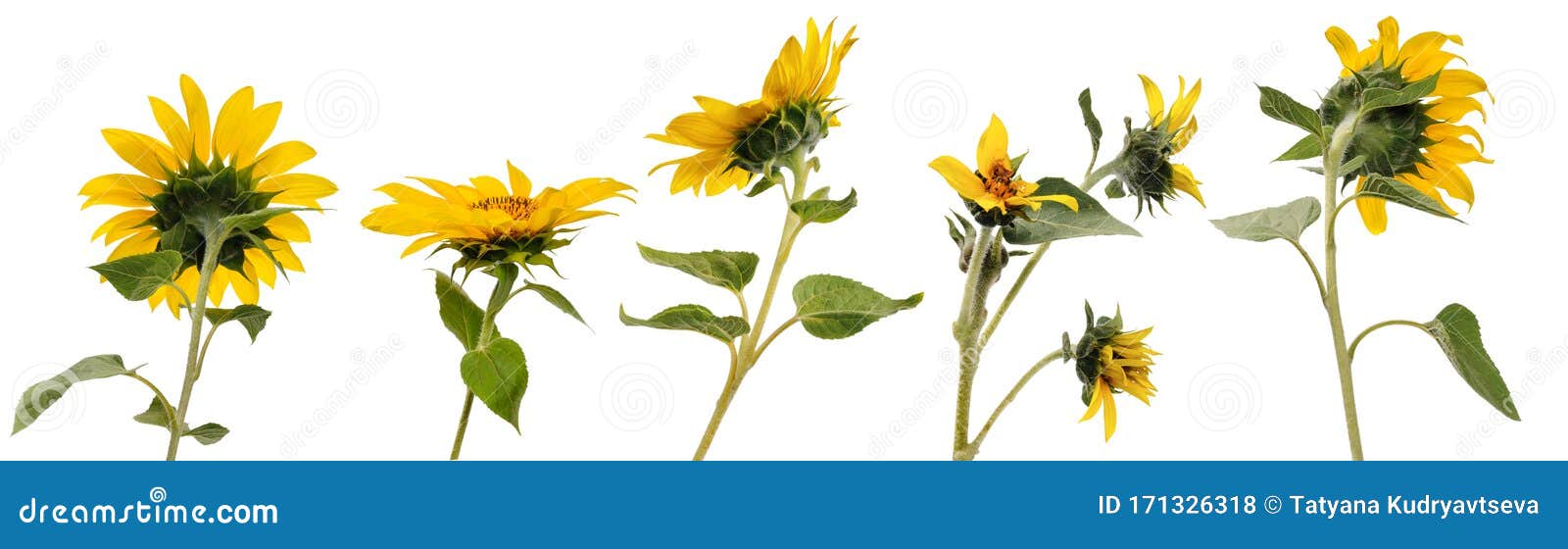 Five Various Sunflower Flowers on Stems at Various Angles on White ...