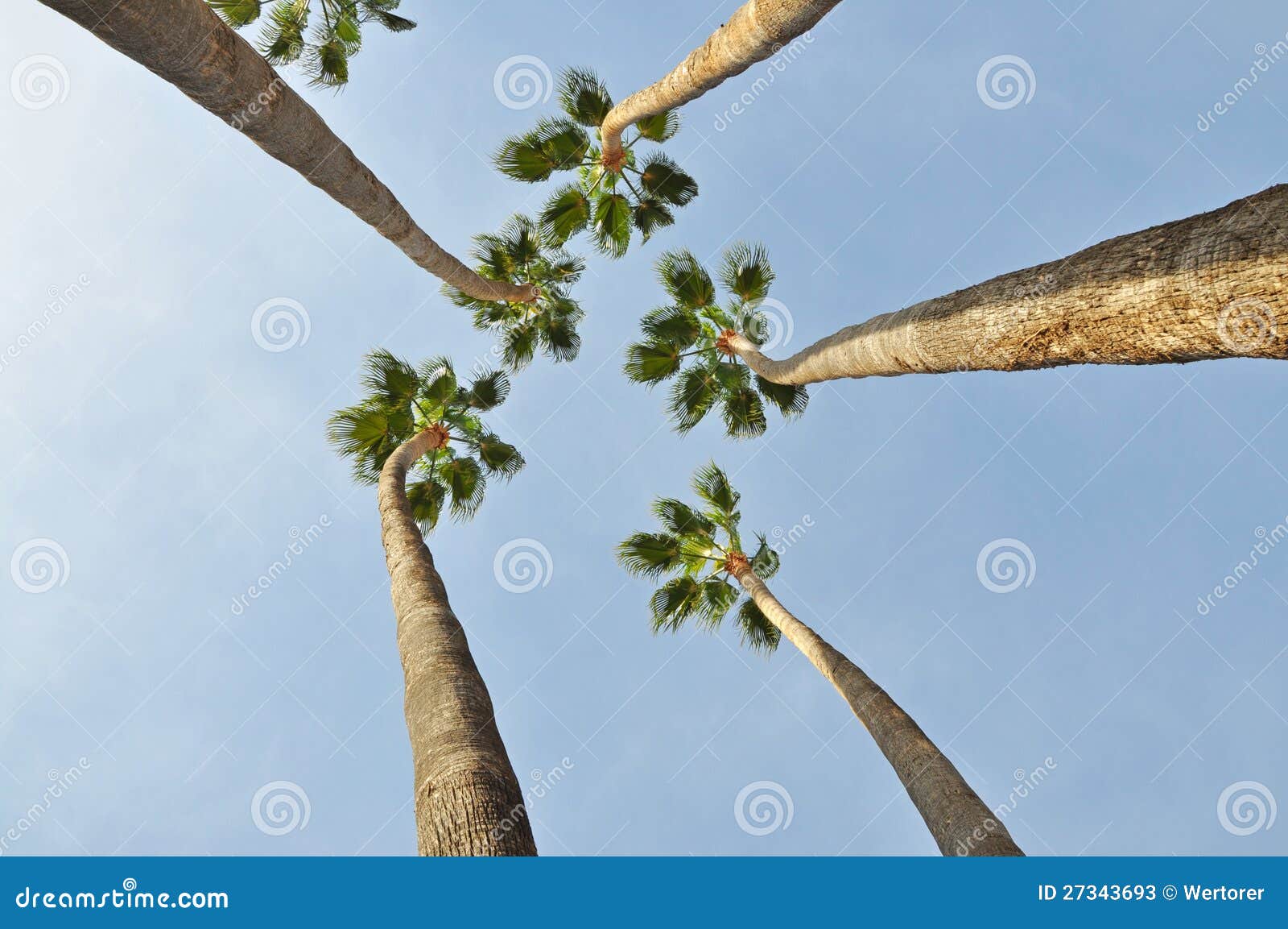 Five Very Long Trees Straight To Sky Stock Image - Image of board ...