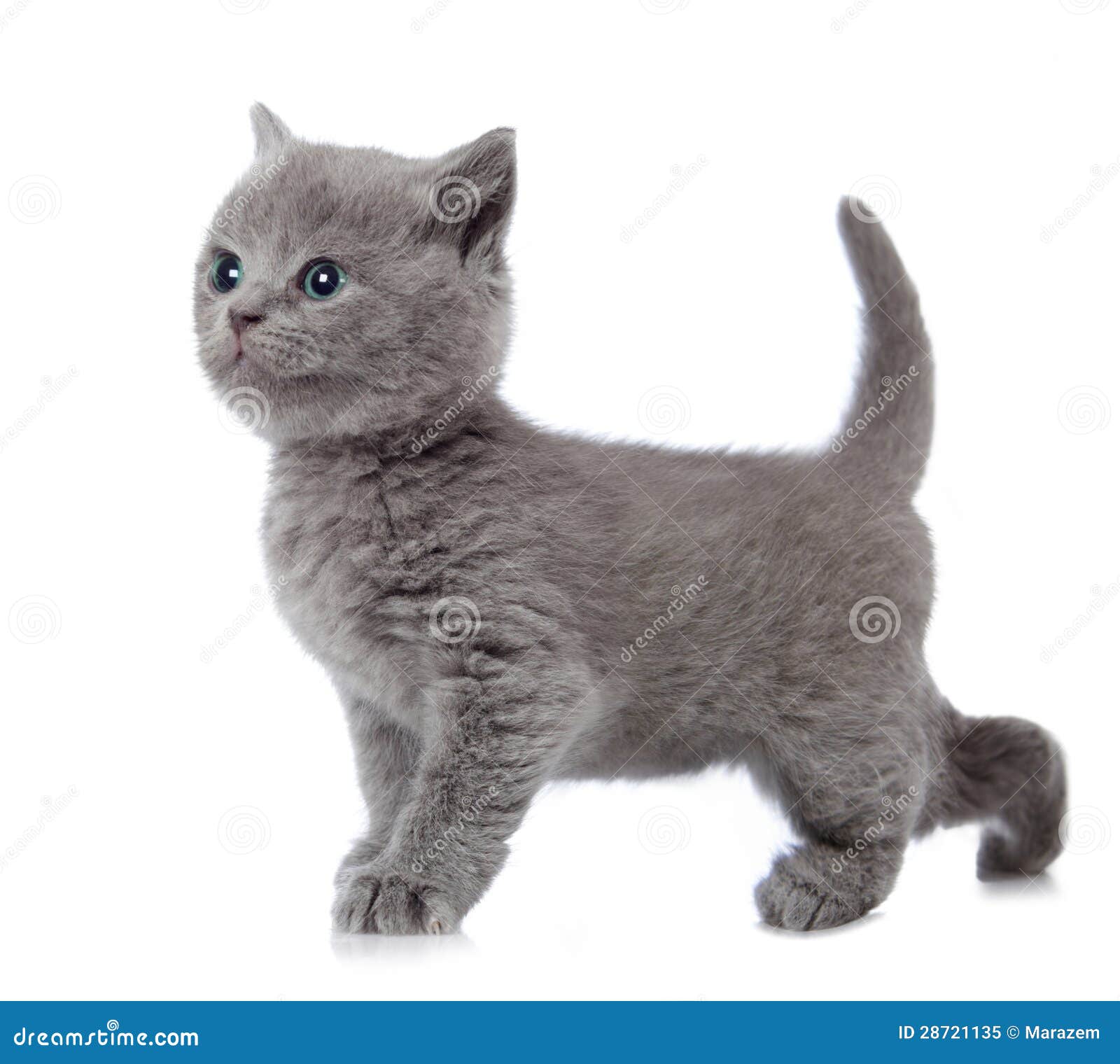 Five weeks old kitten stock image. Image of breed, cute - 28721135