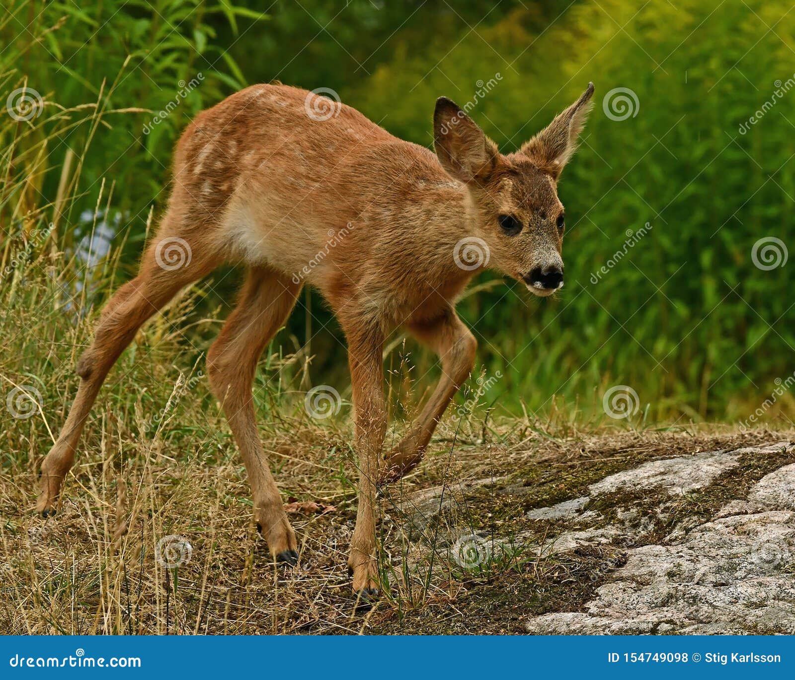 Five Weeks Young Wild Roe Deer, Capreolus Capreolus Stock Photo - Image ...