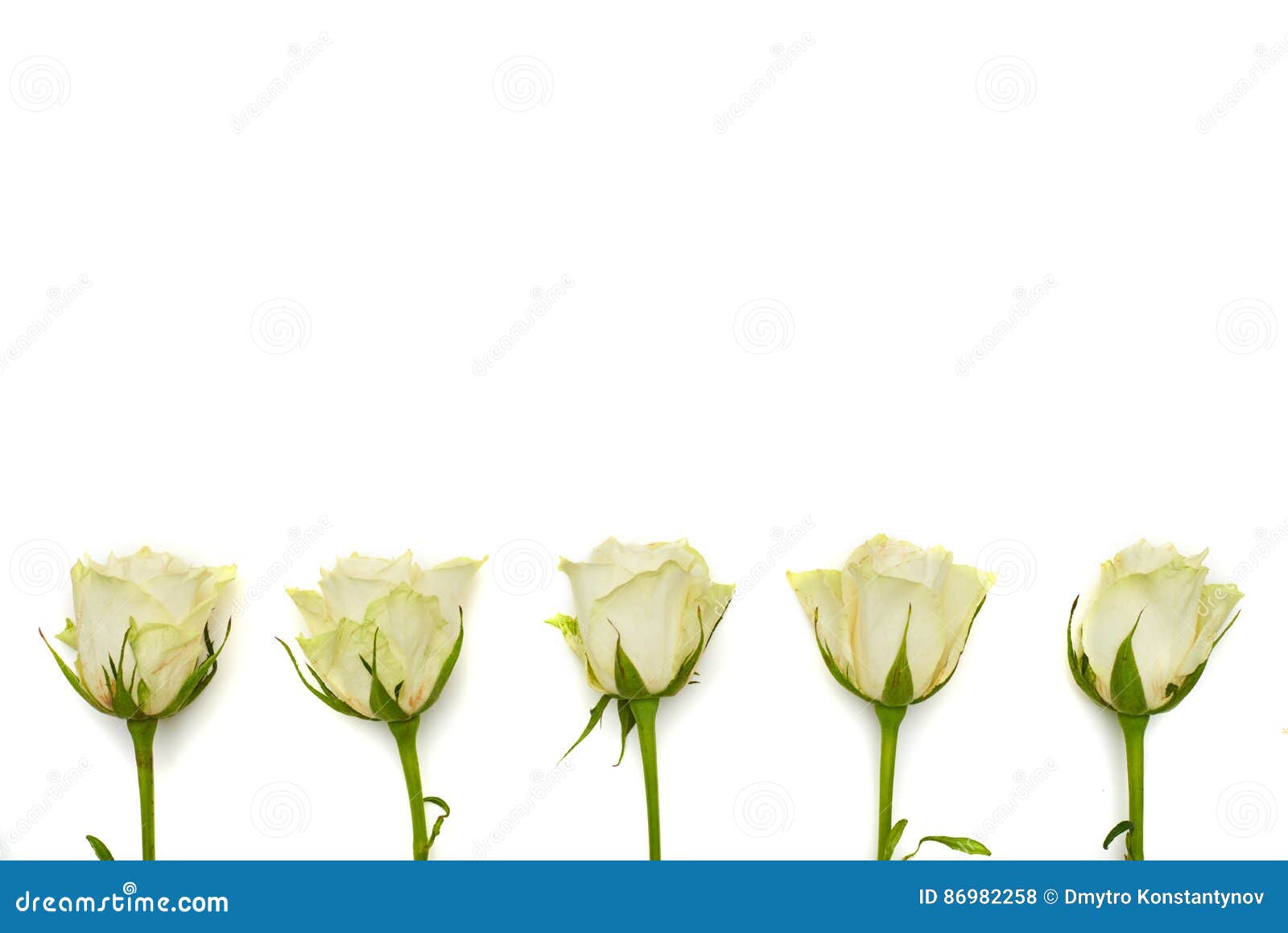 Five White Roses Settles in a Line with a Copy Space Stock Photo ...