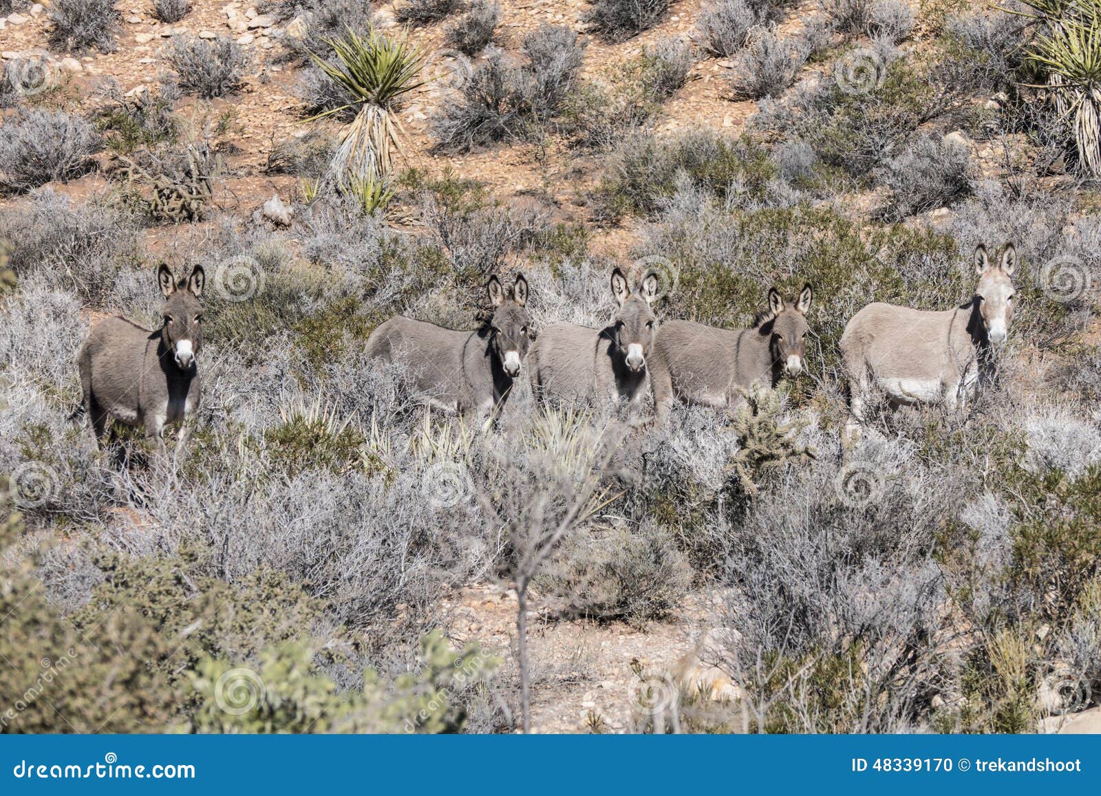 Five Wild Desert Burros stock photo. Image of mojave - 48339170