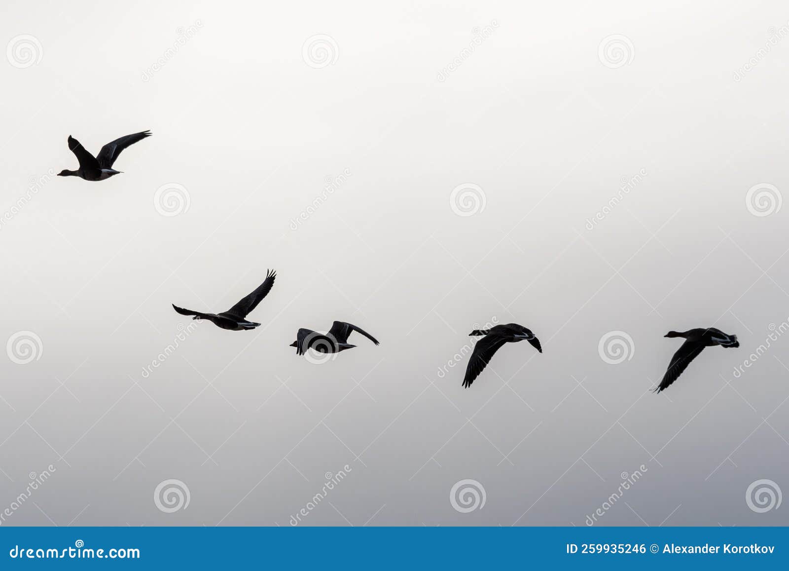 Wild Geese Flying in a Cloudy Haze Stock Photo - Image of flock, close ...