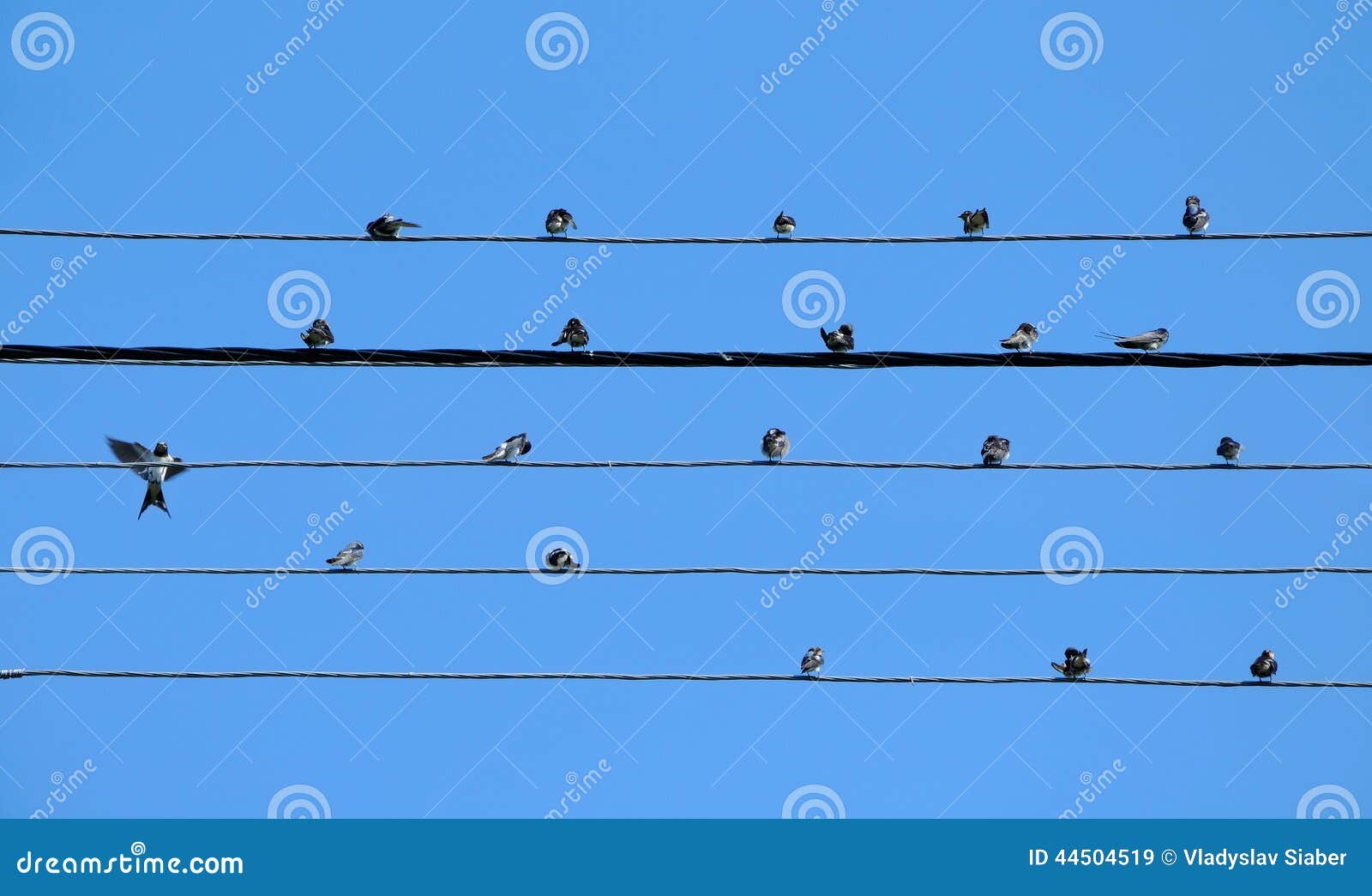 Five Wires Of Powerline Create Stave With Swallows As Notes Royalty ...