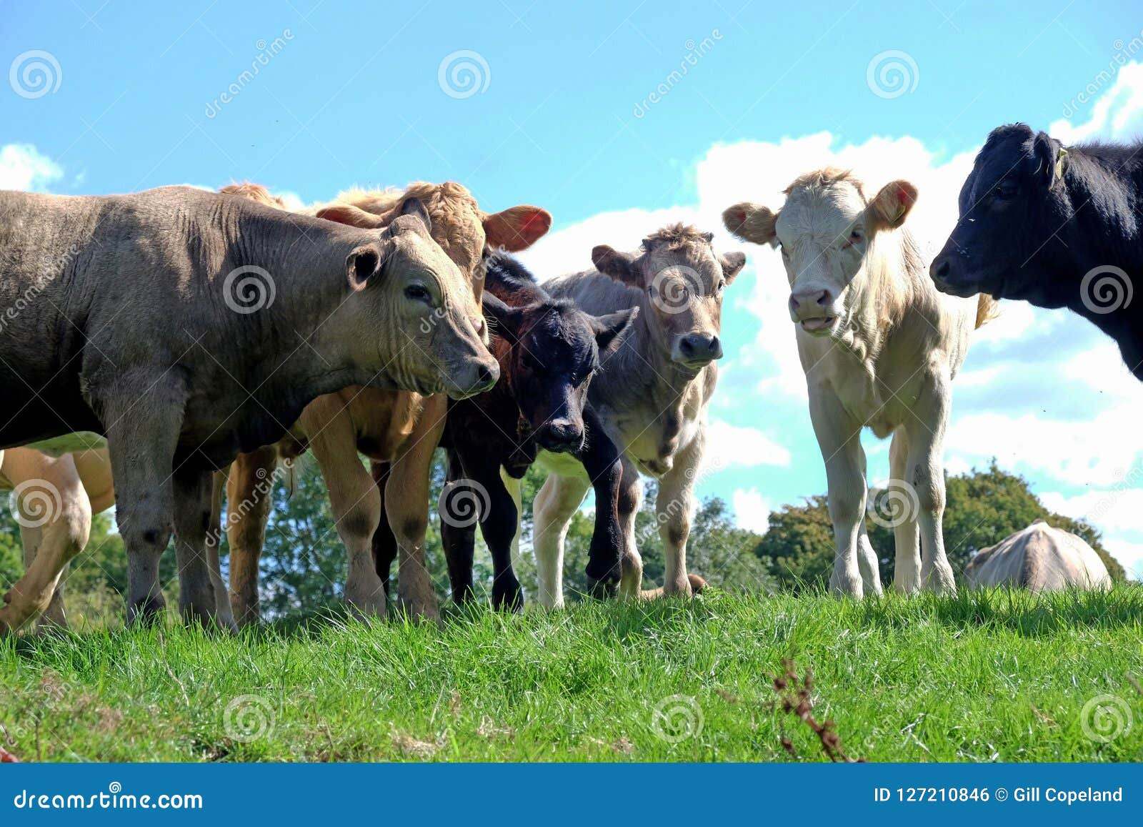 Five Young Cows Staring at the Camera Stock Photo - Image of gathering ...