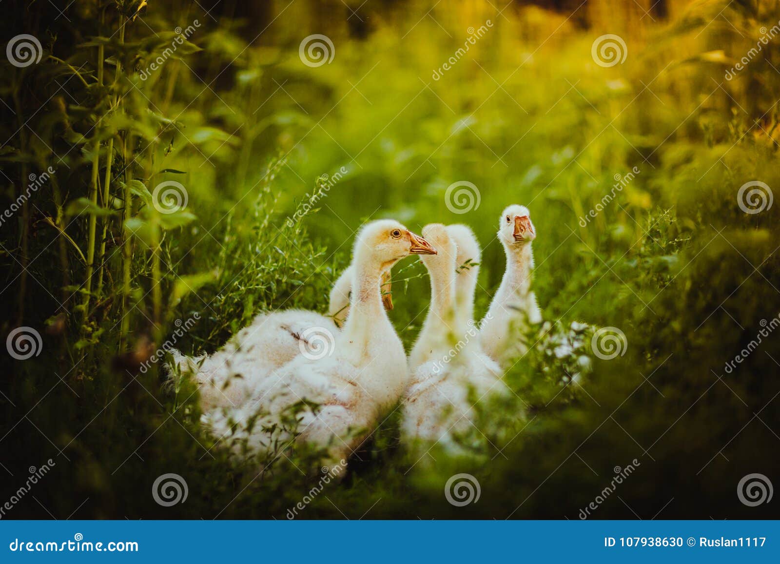 Five Young Goose Together Sit in the Grass Stock Photo - Image of ...