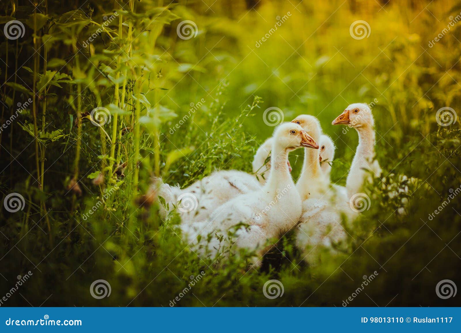 Five Young Goose Together Sit in the Grass Stock Photo - Image of ...