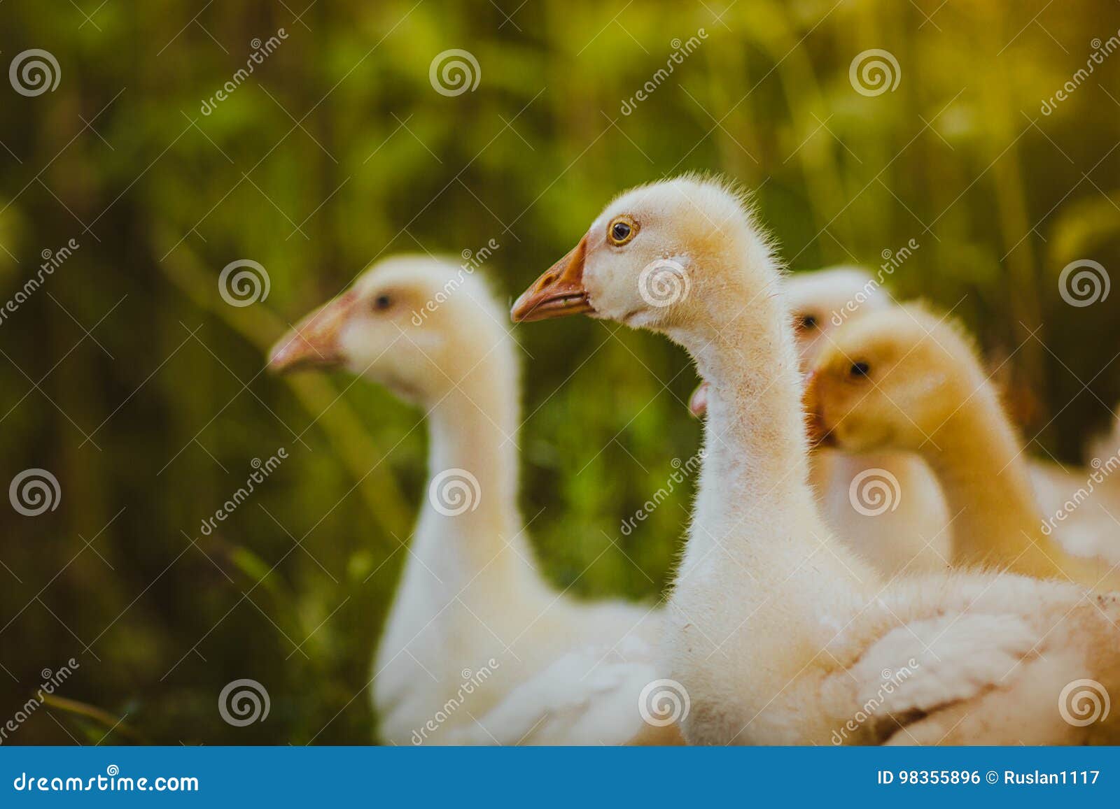 Five Young Goose Together Sit in the Grass Stock Photo - Image of love ...