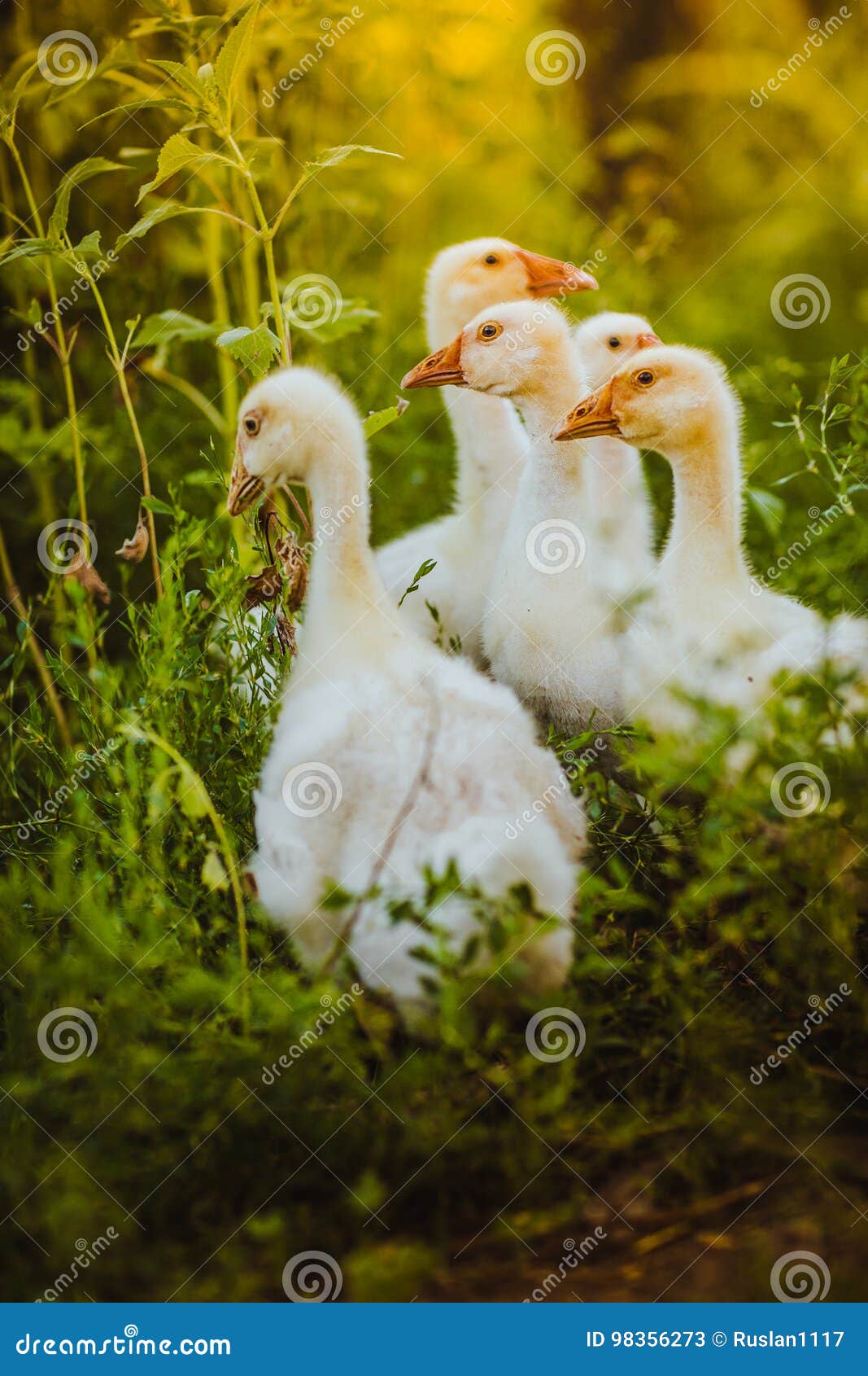 Five Young Goose Together Sit in the Grass Stock Image - Image of ...