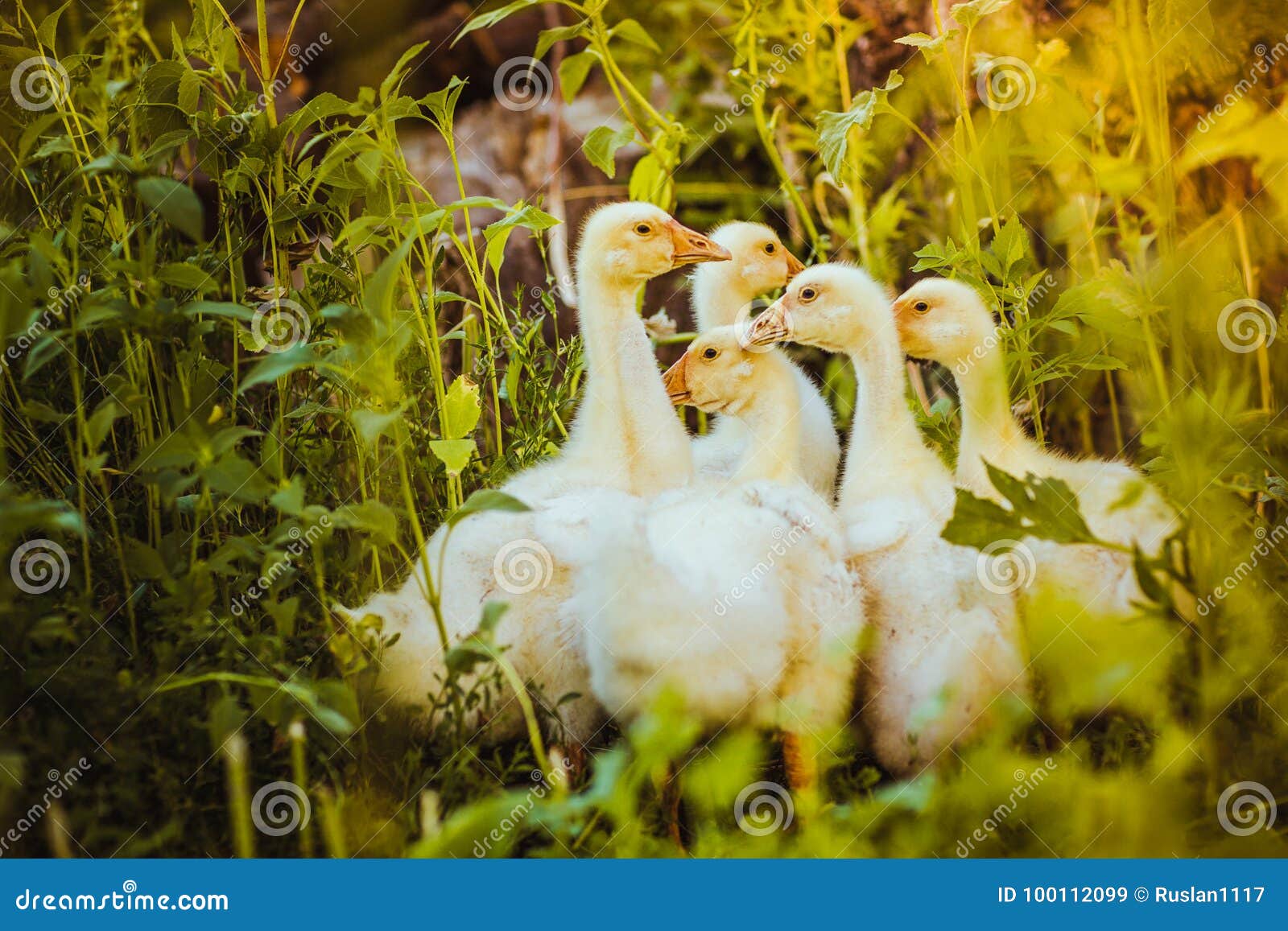 Five Young Goose Together Sit in the Grass Stock Image - Image of ...