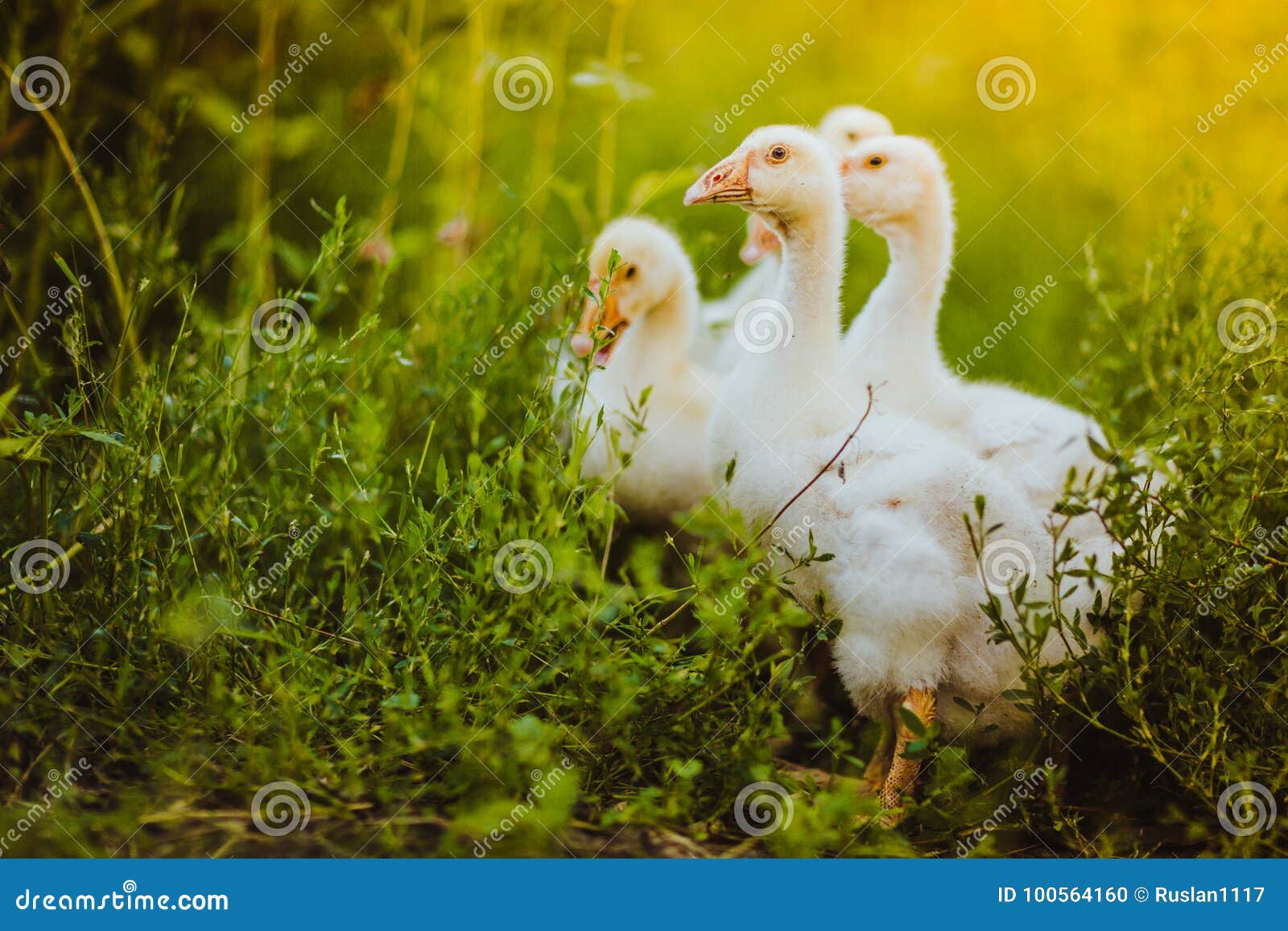 Five Young Goose Together Sit in the Grass Stock Photo - Image of group ...