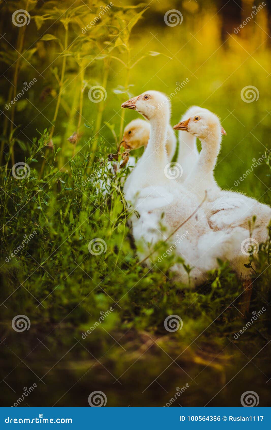 Five Young Goose Together Sit in the Grass Stock Photo - Image of ...