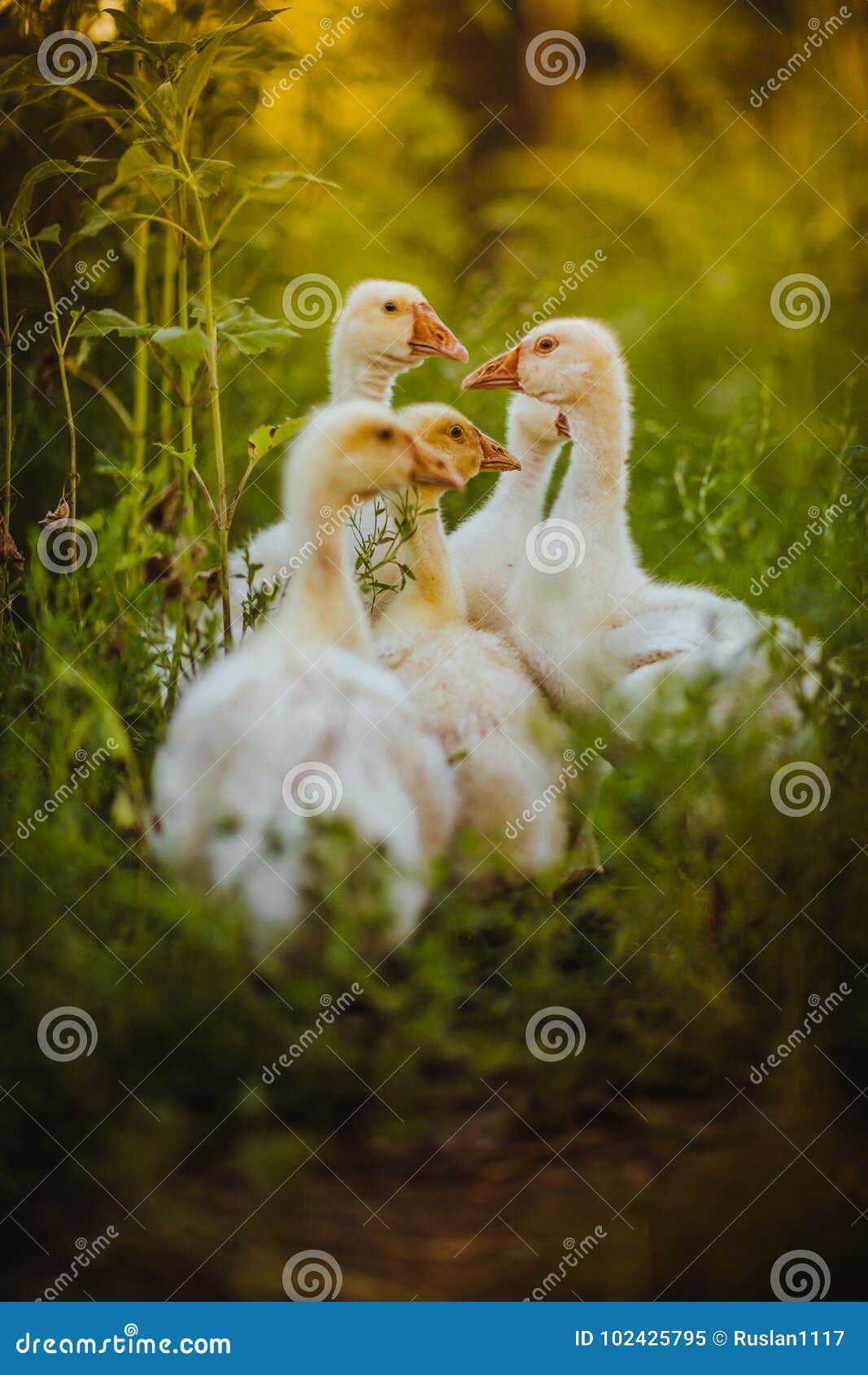 Five Young Goose Together Sit in the Grass Stock Image - Image of ...