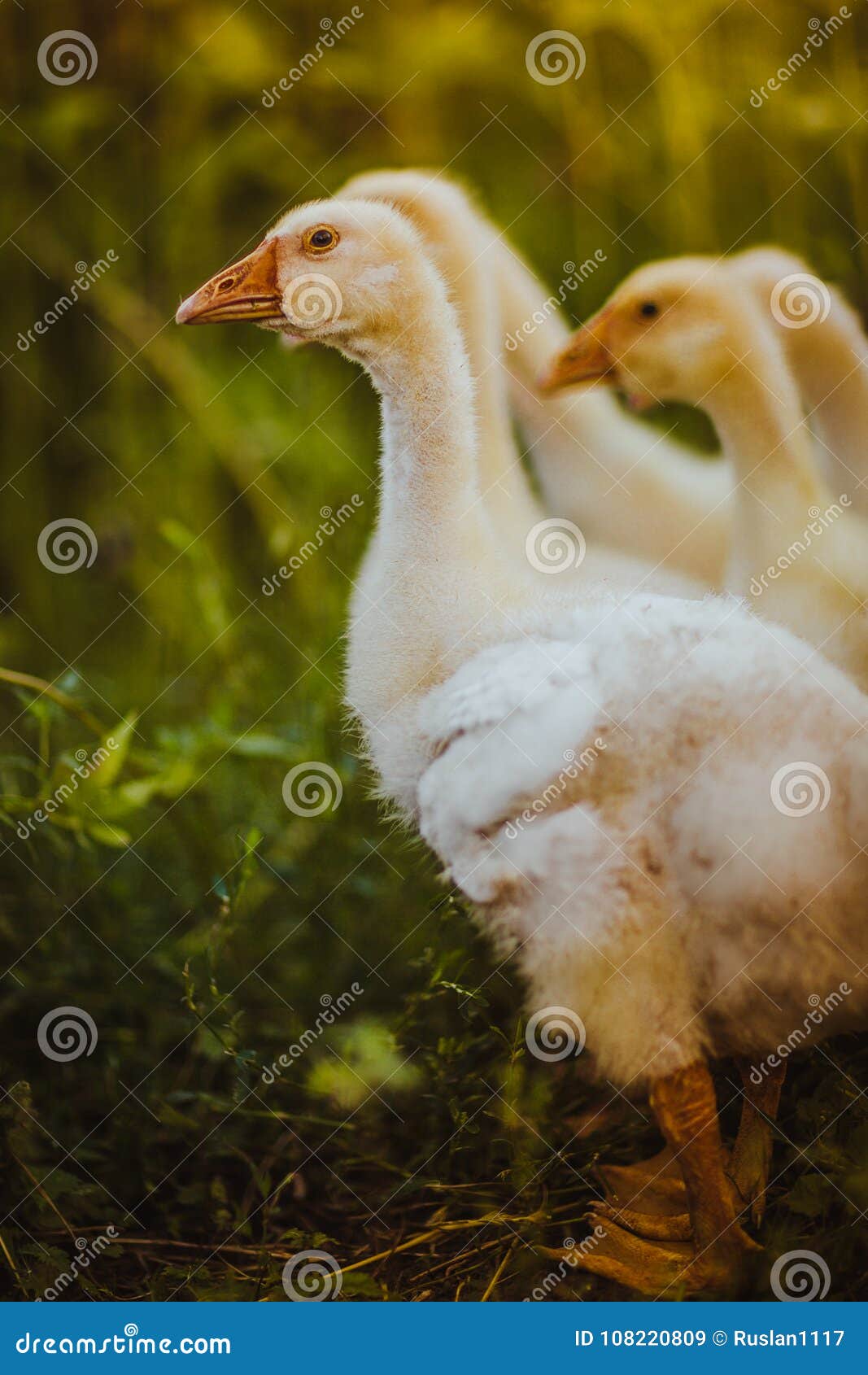 Five Young Goose Together Sit in the Grass Stock Image - Image of ...