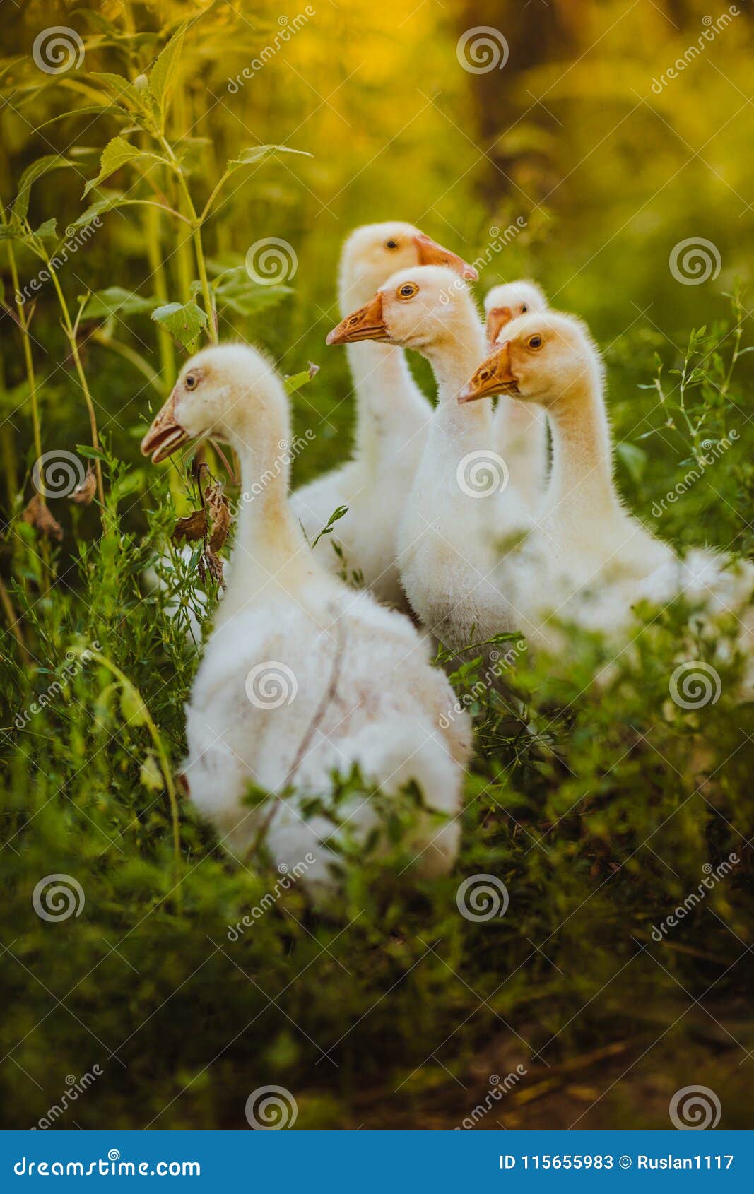 Five Young Goose Together Sit in the Grass Stock Image - Image of happy ...