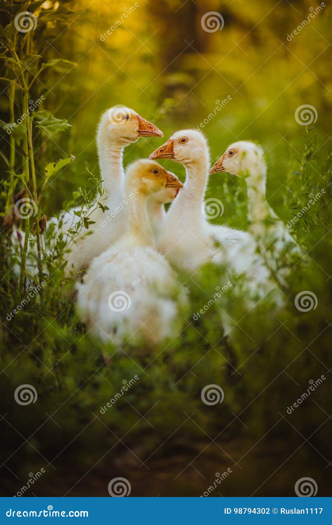 Five Young Goose Together Sit in the Grass Stock Photo - Image of ...