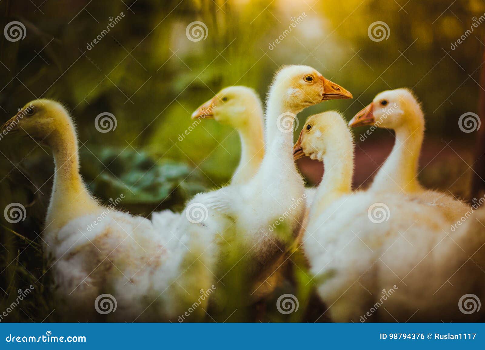 Five Young Goose Together Sit in the Grass Stock Photo - Image of ...