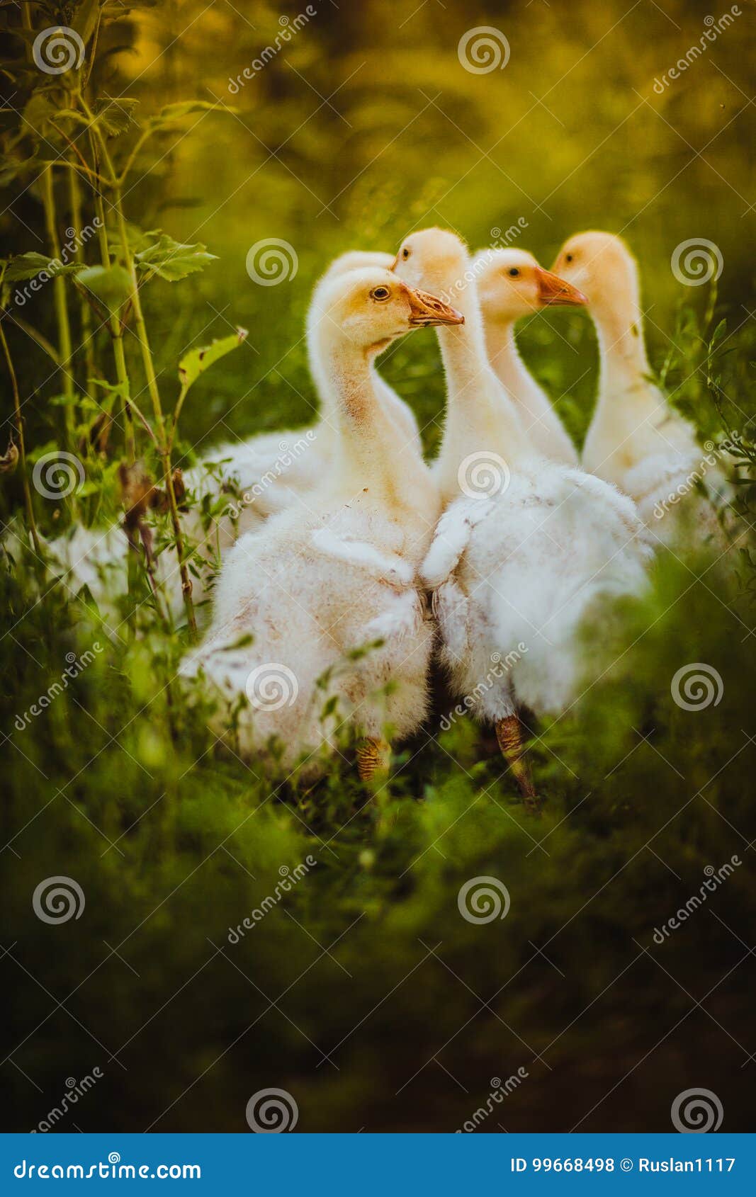 Five Young Goose Together Sit in the Grass Stock Photo - Image of ...