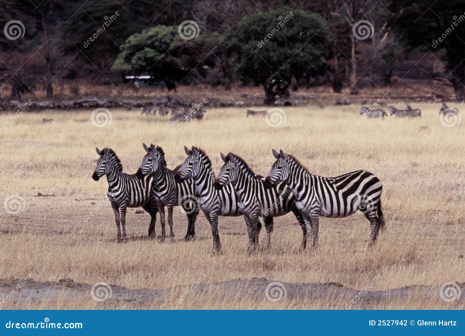 Five zebras stock photo. Image of mammals, ngorongoro - 2527942