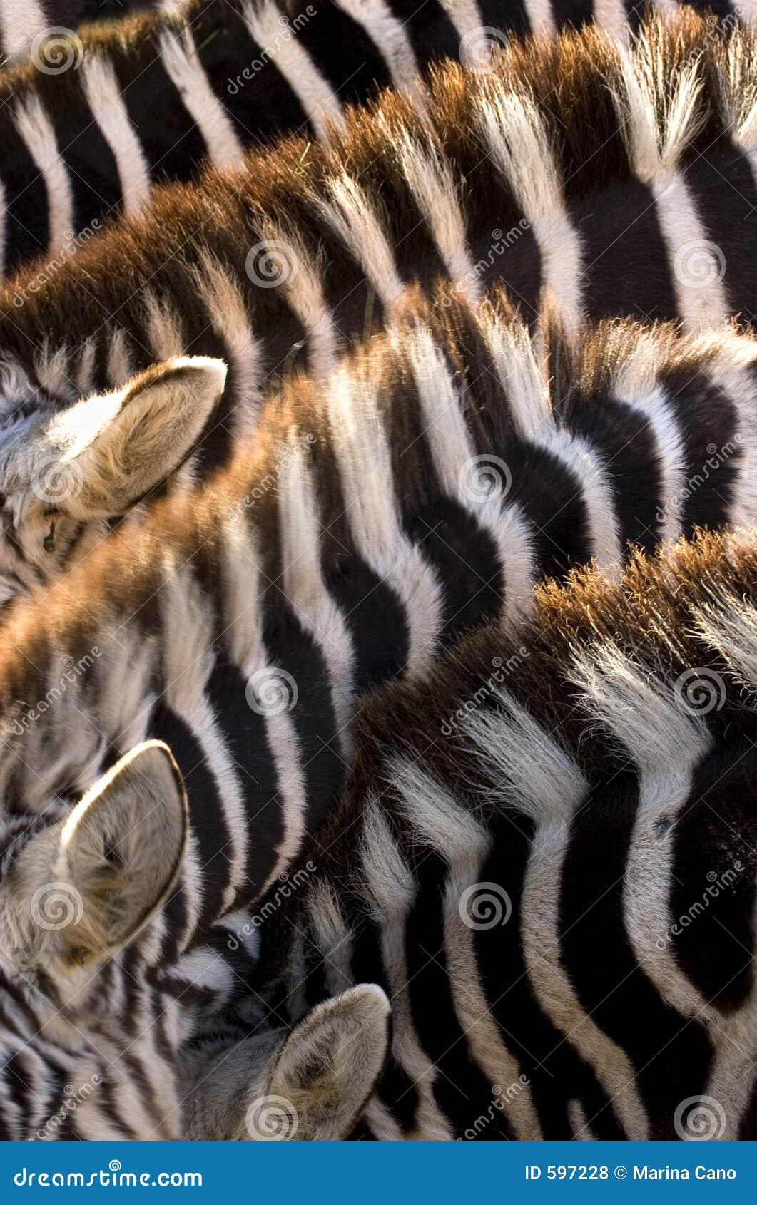 Five zebras stock photo. Image of extinct, eyelash, animal - 597228