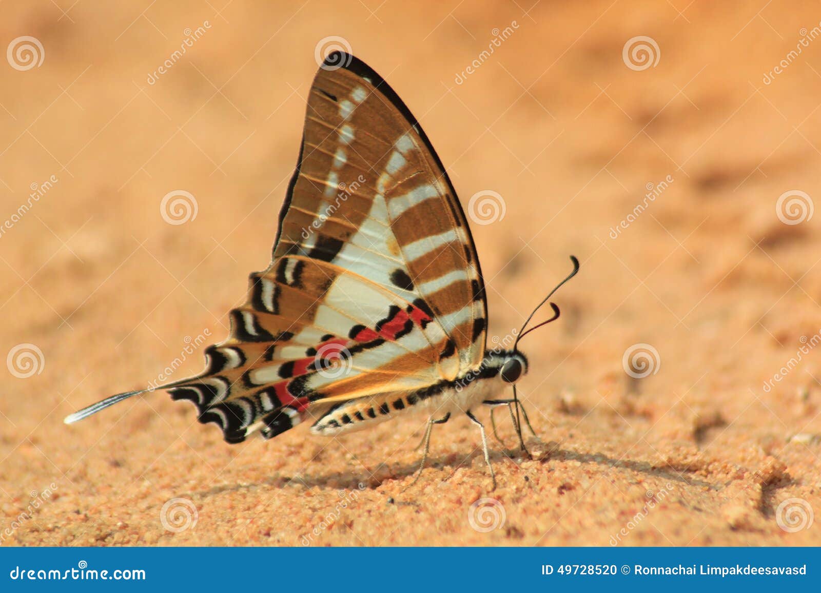 Fivebar Swordtail Butterfly Stock Photo - Image of graphium, moth: 49728520