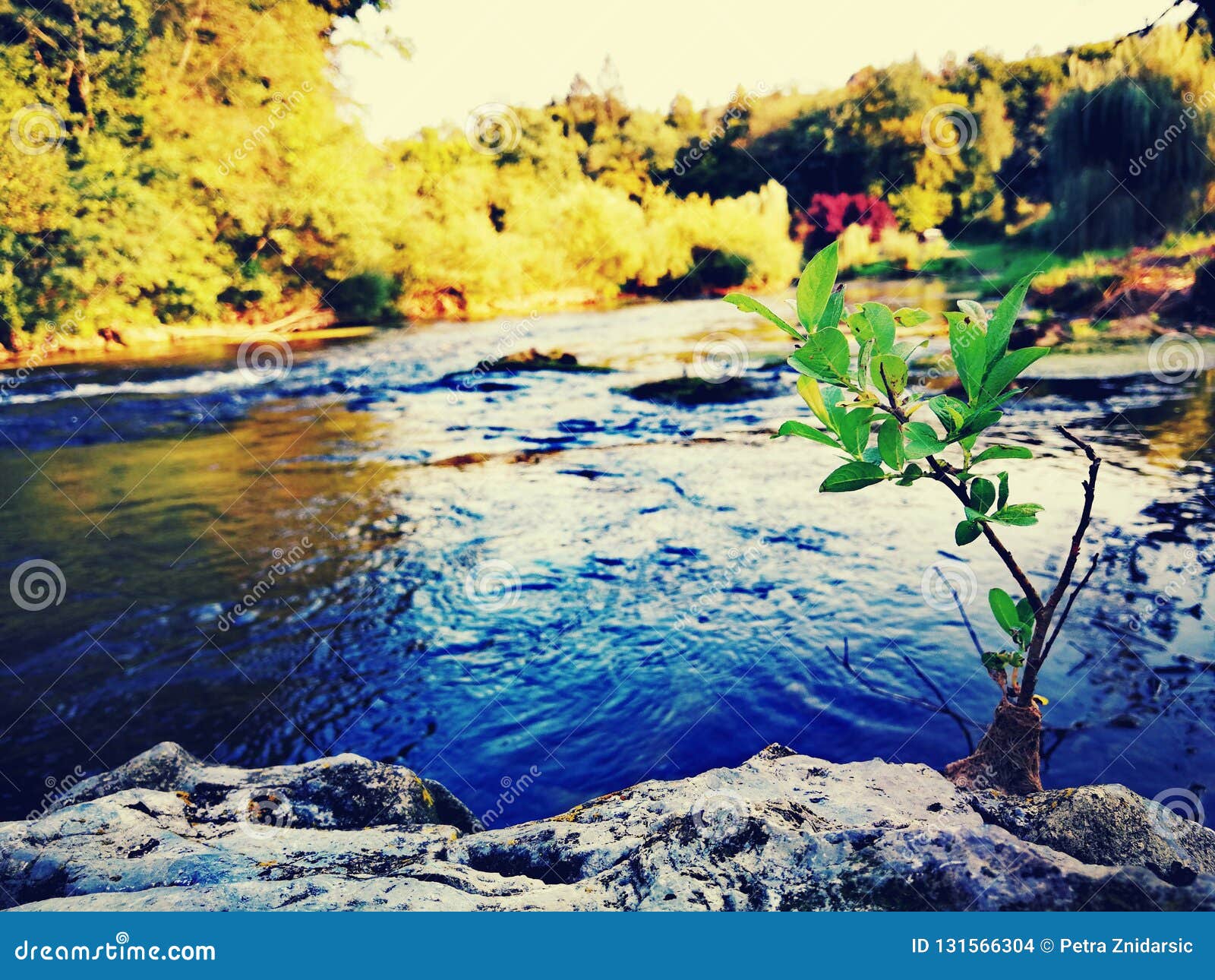 Rivers life stock photo. Image of river, fivers, beautiful - 131566304